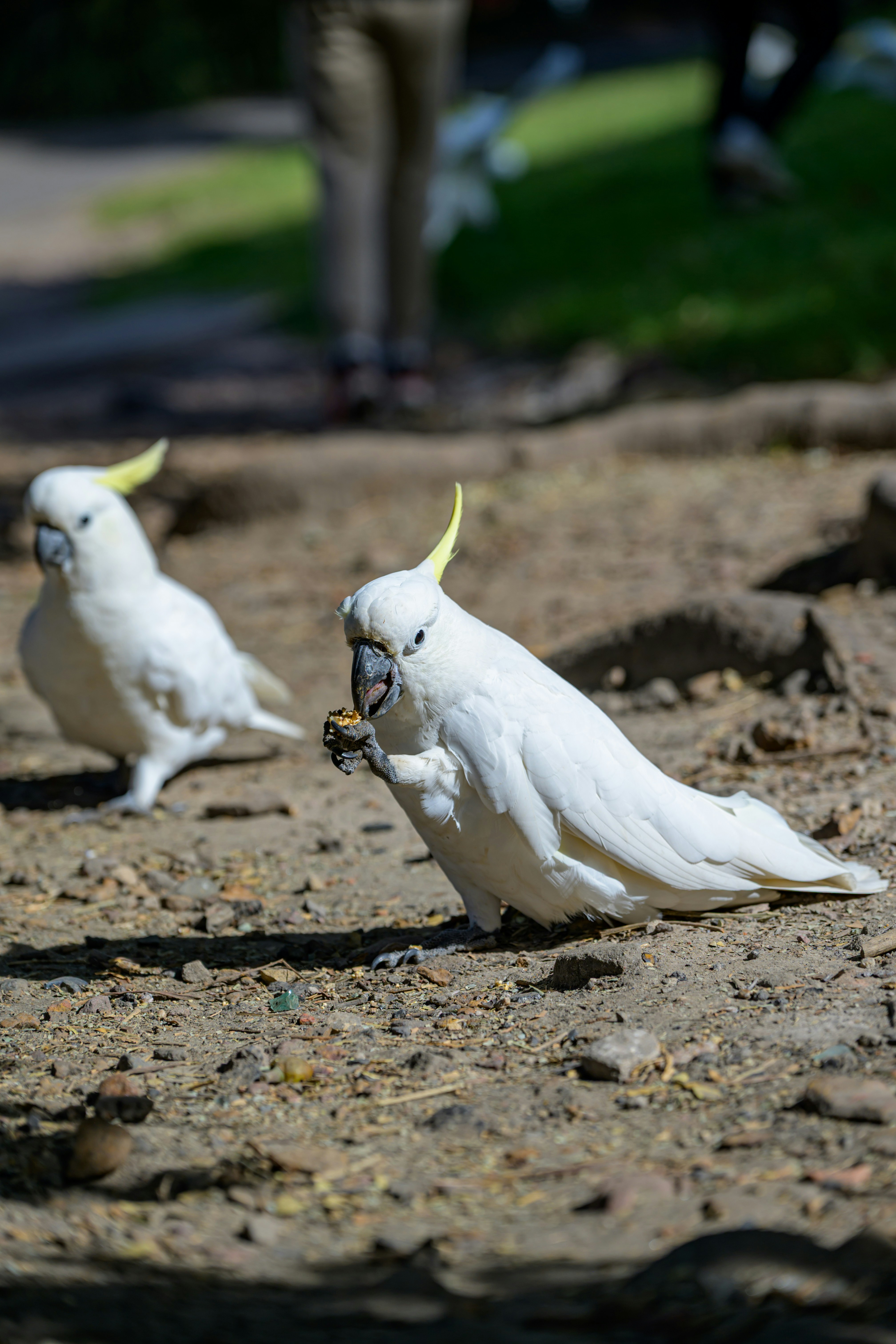 Sunlit Crest Foraging: White Cockatoos on Dusty Ground