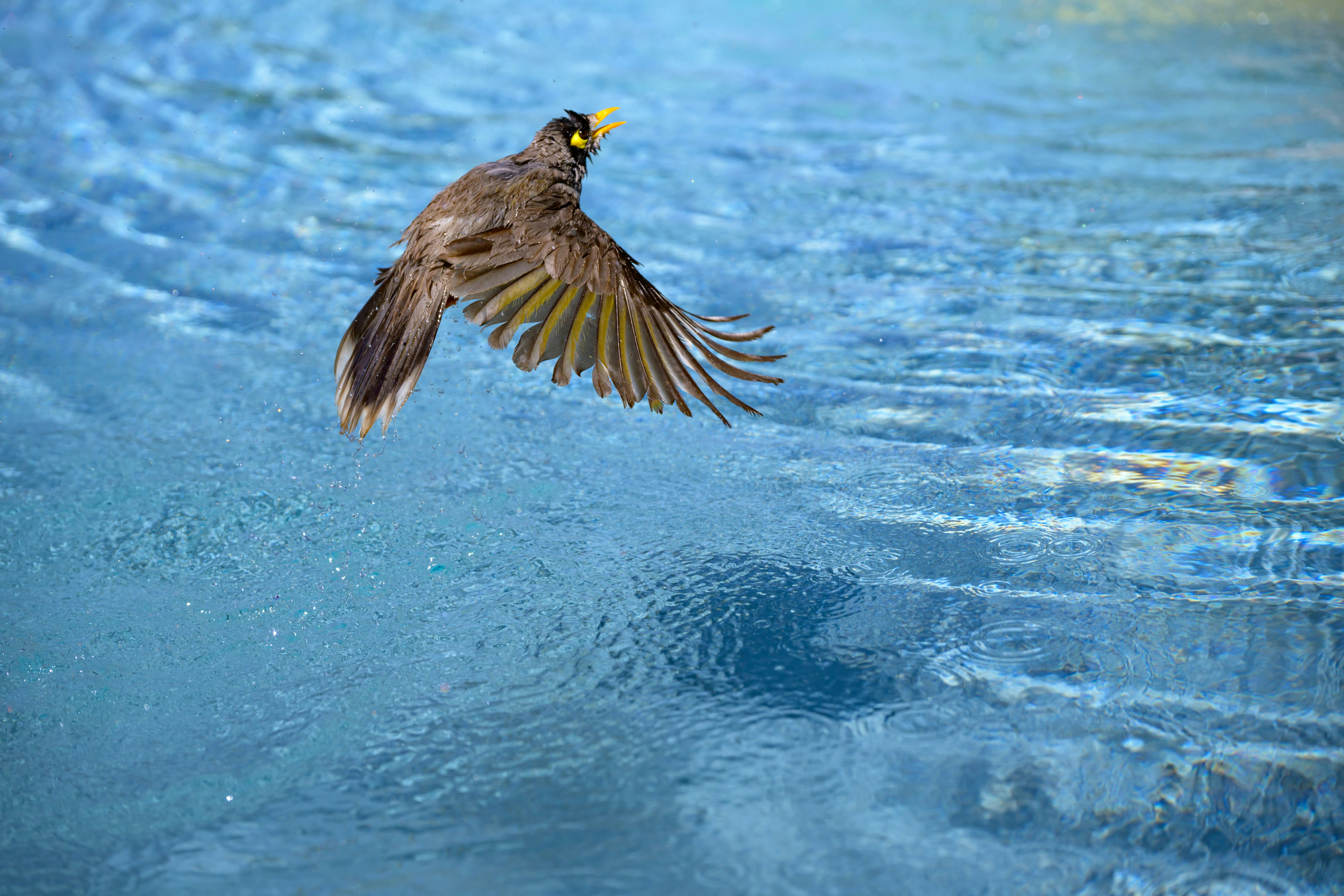 A bird in mid-flight, wings spread wide, gliding above shimmering blue water, creating ripples below.