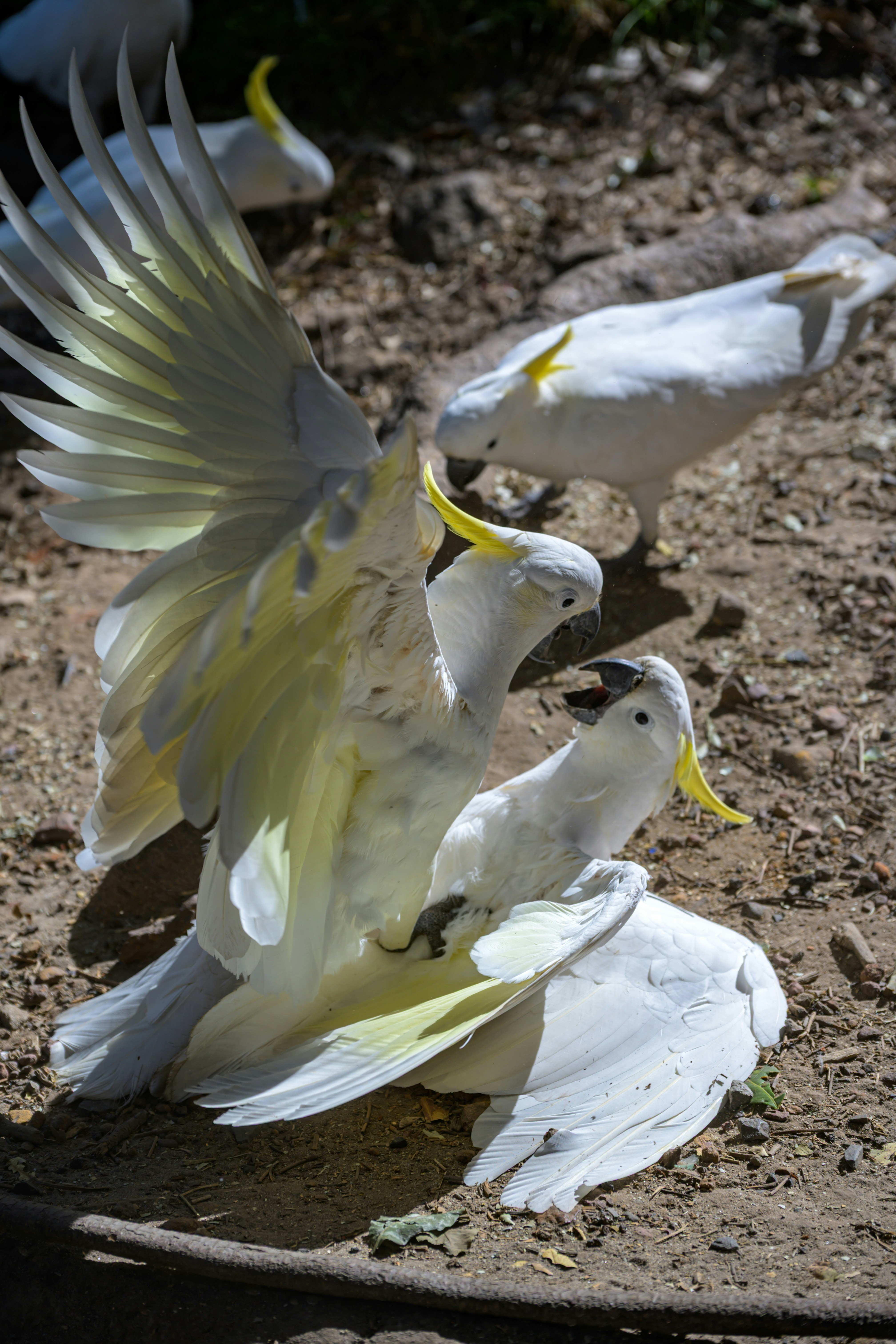 Several white cockatoos with yellow crests on the ground