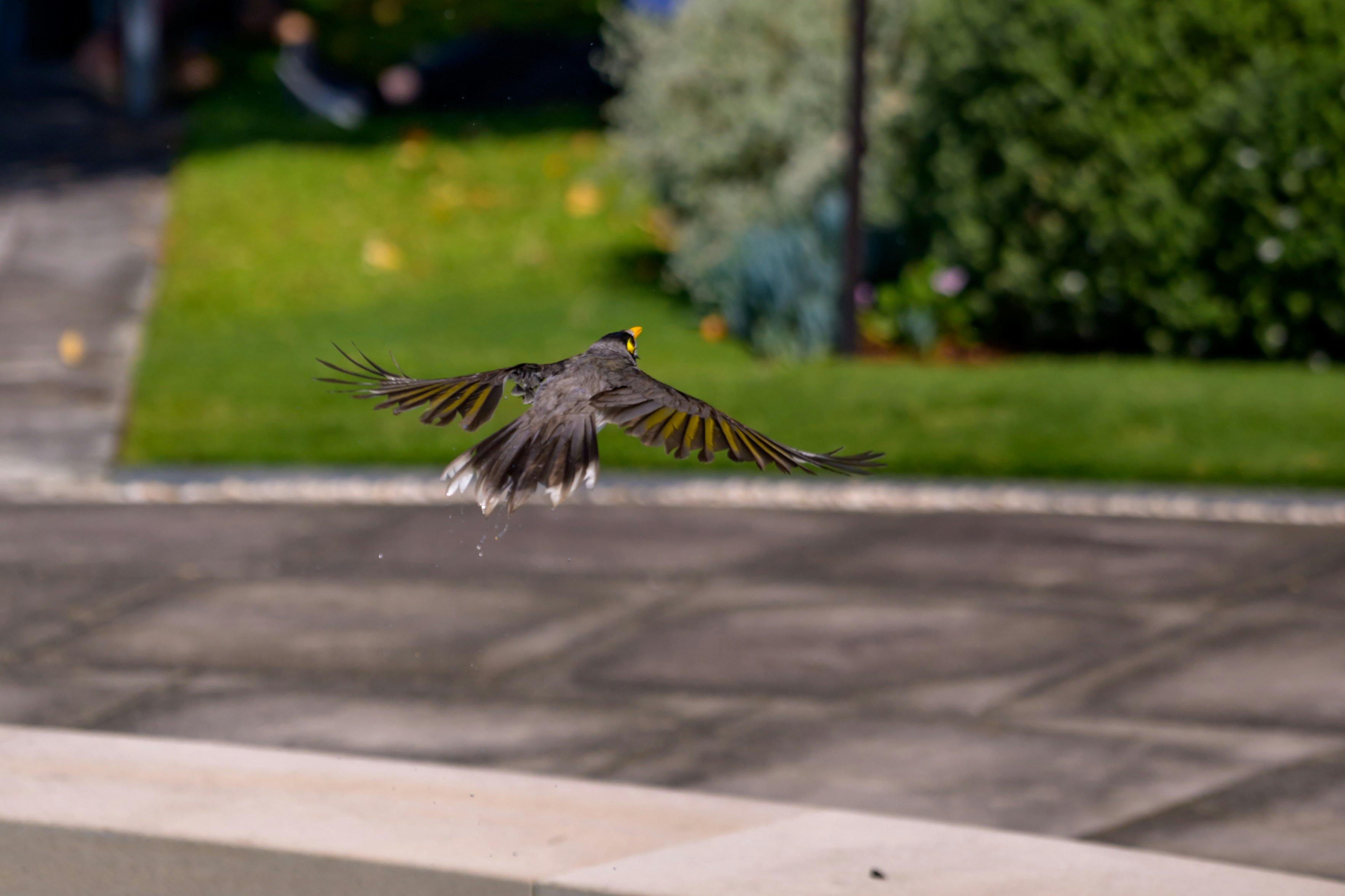 Midair Ballet: The Graceful Flight of a Feathered Performer