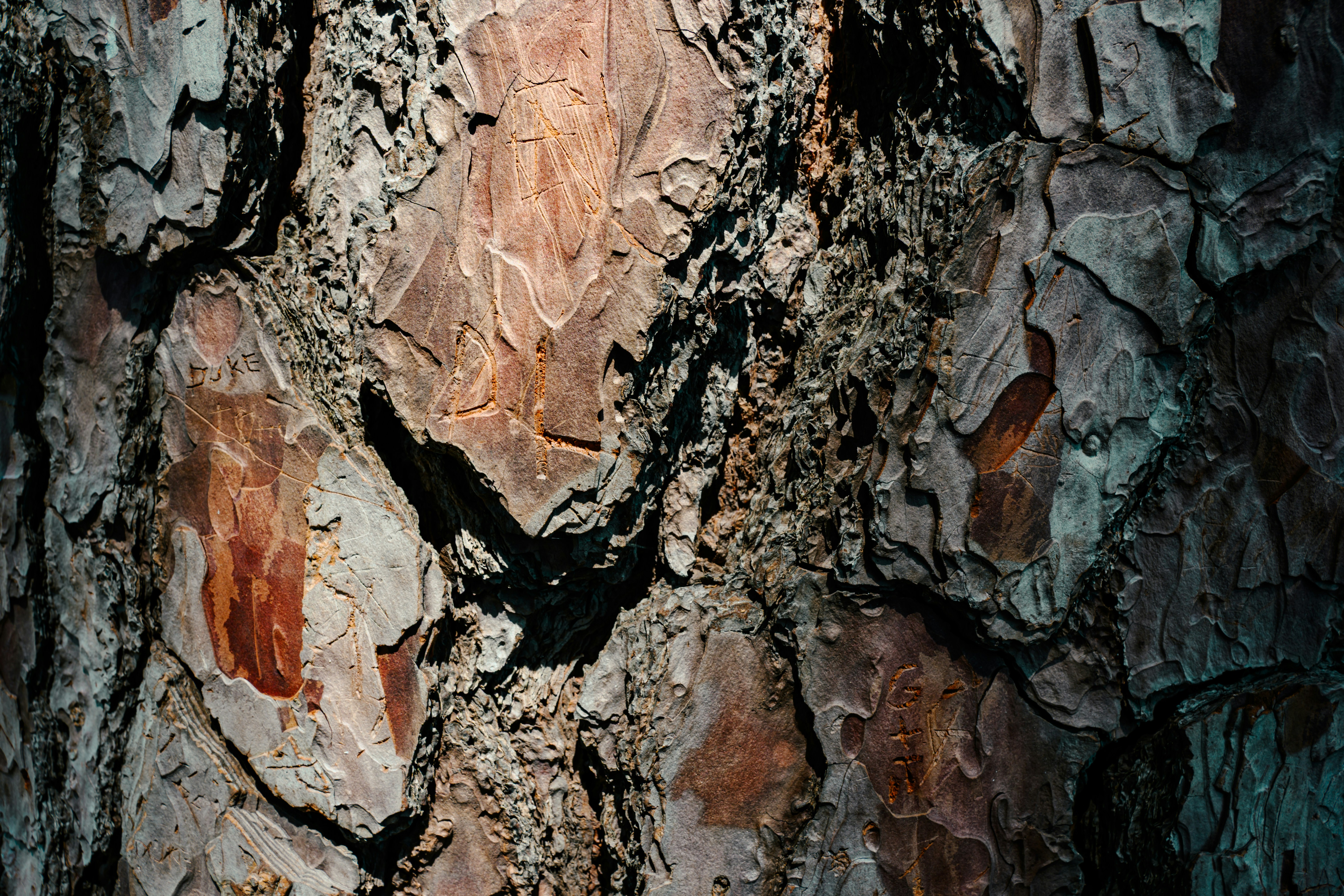 Close-up texture of rough tree bark