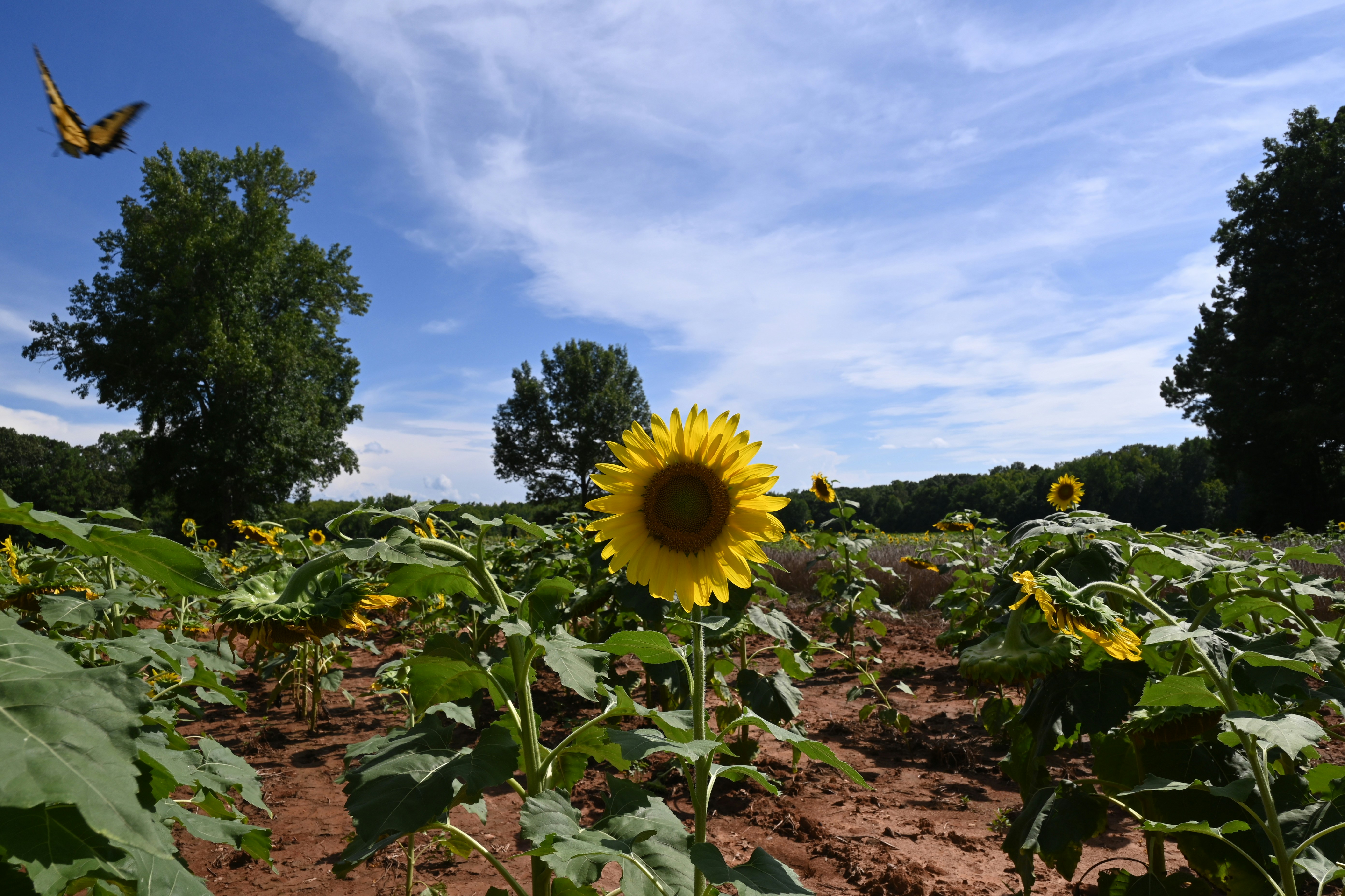 Sunflower Symphony Under a Blue Canvas