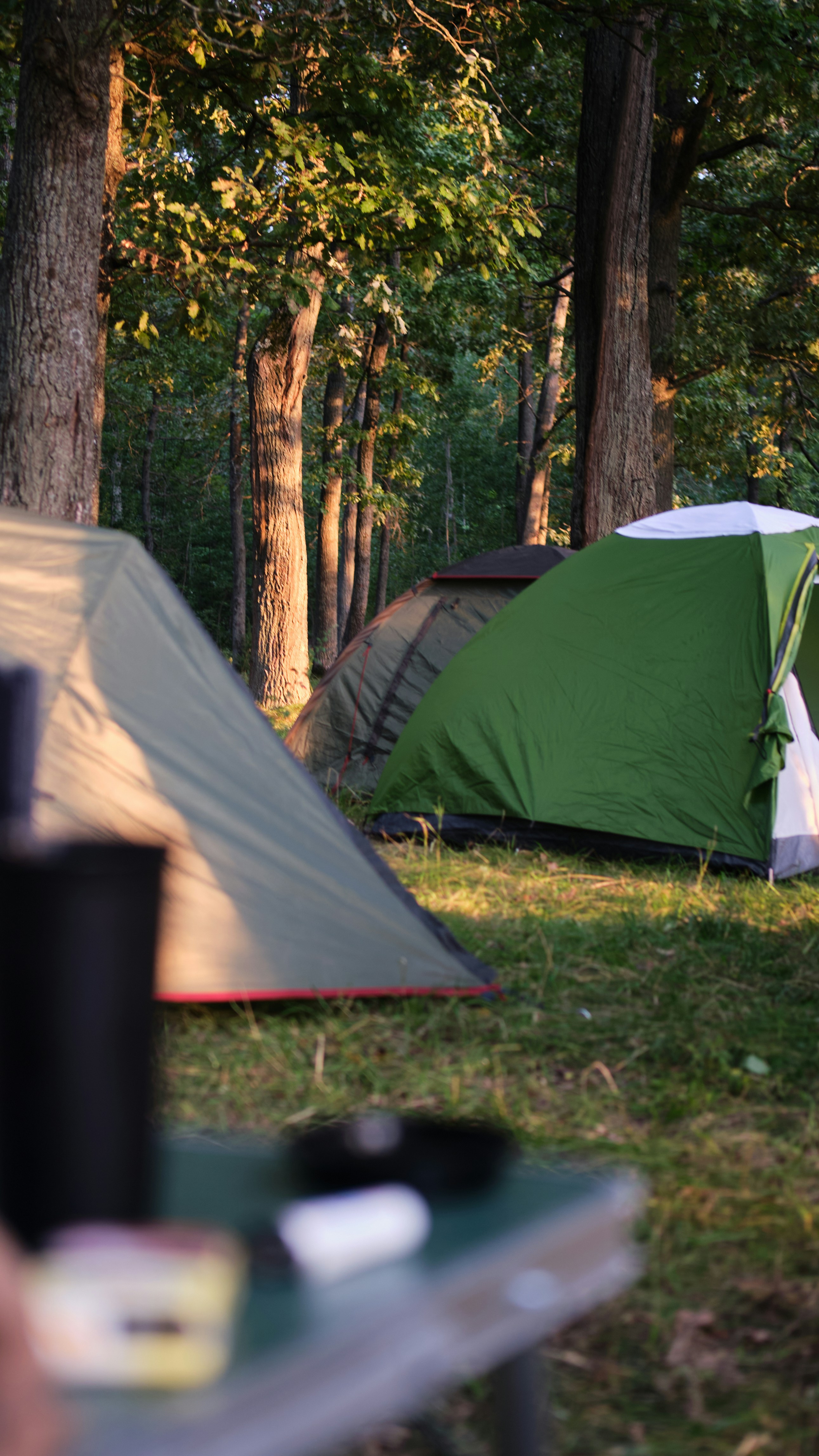 Tents set up in a forest during golden hour.