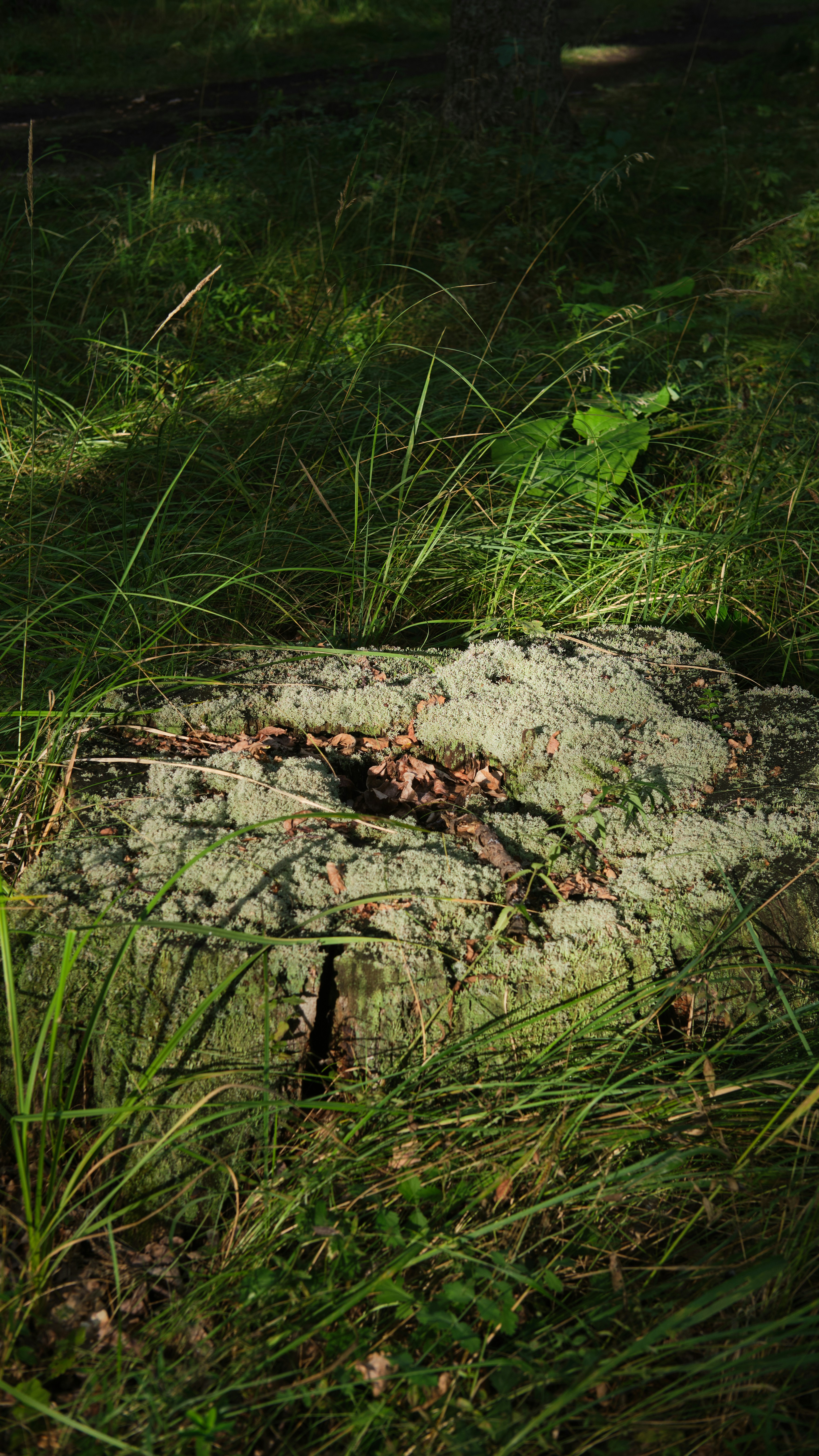 Nature's Resilient Canvas