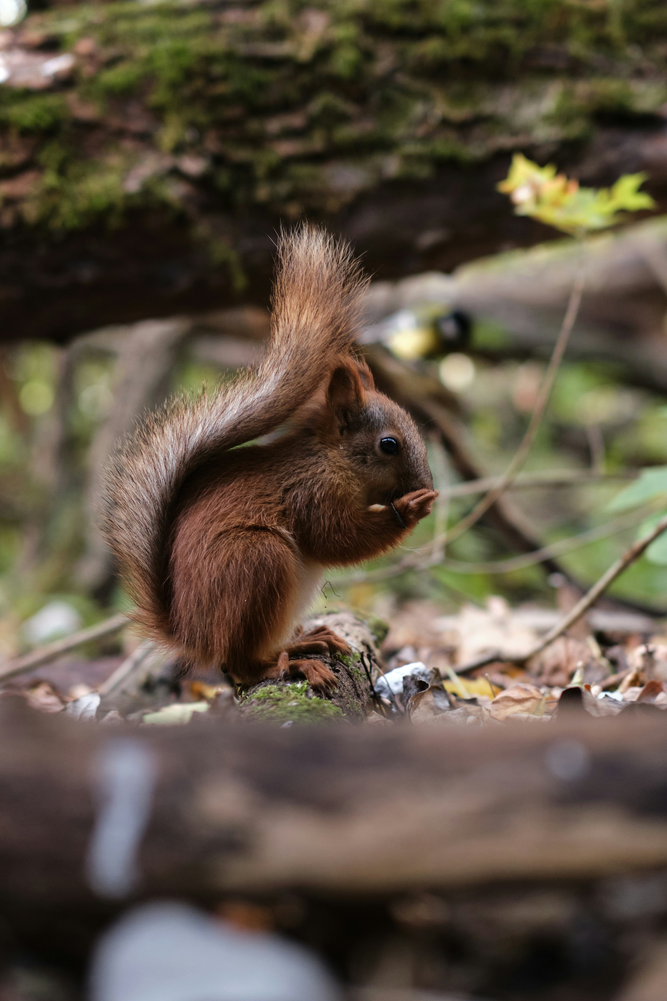 Nut Forage Under Moss: A Red Squirrel's Quiet Moment