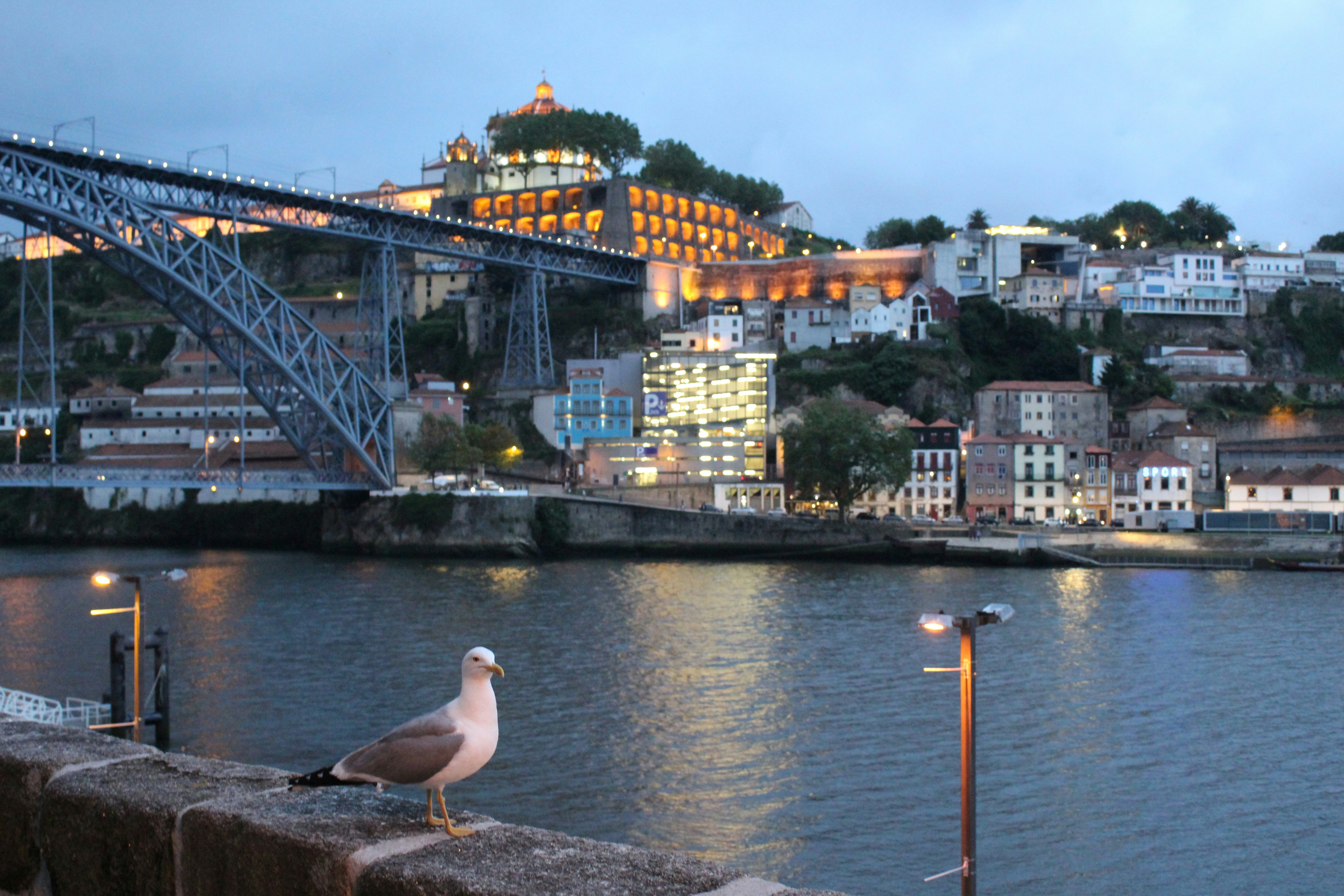 A seagull perched on a stone ledge with a backdrop of illuminated buildings and a bridge over a river at dusk.
