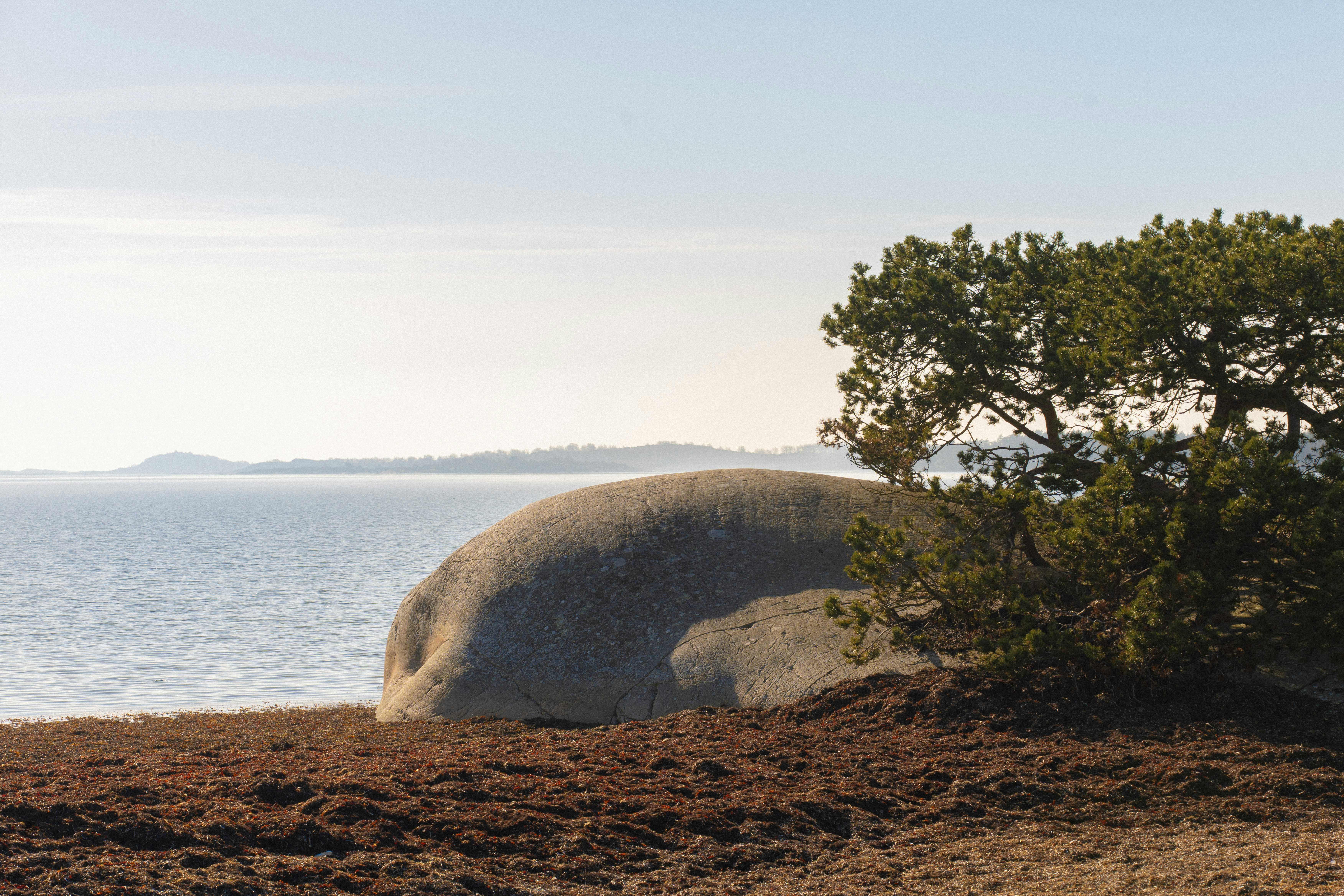 Silent Guardian of the Shoreline