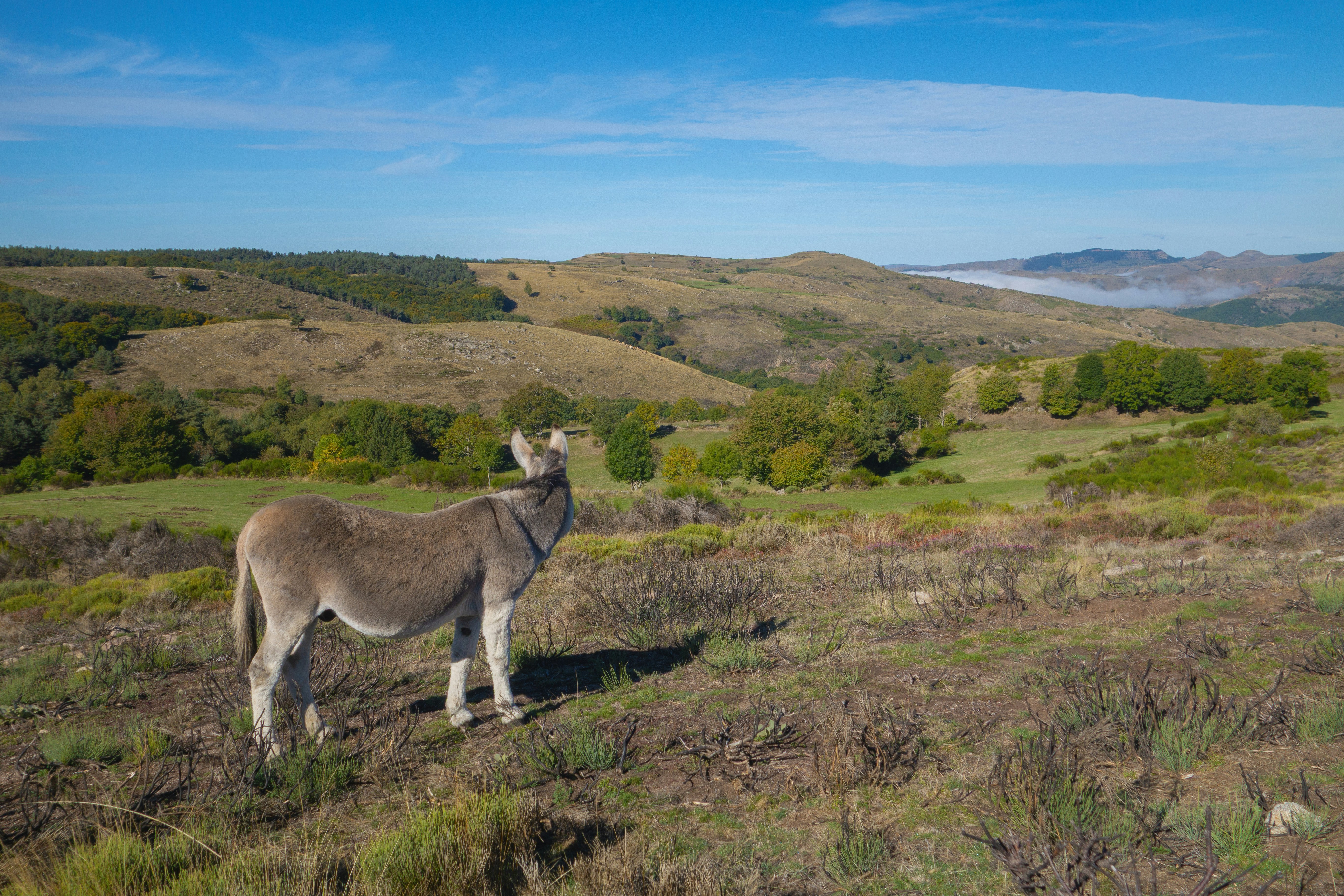 Llama Amid Rolling Hills Under a Bright Canopy