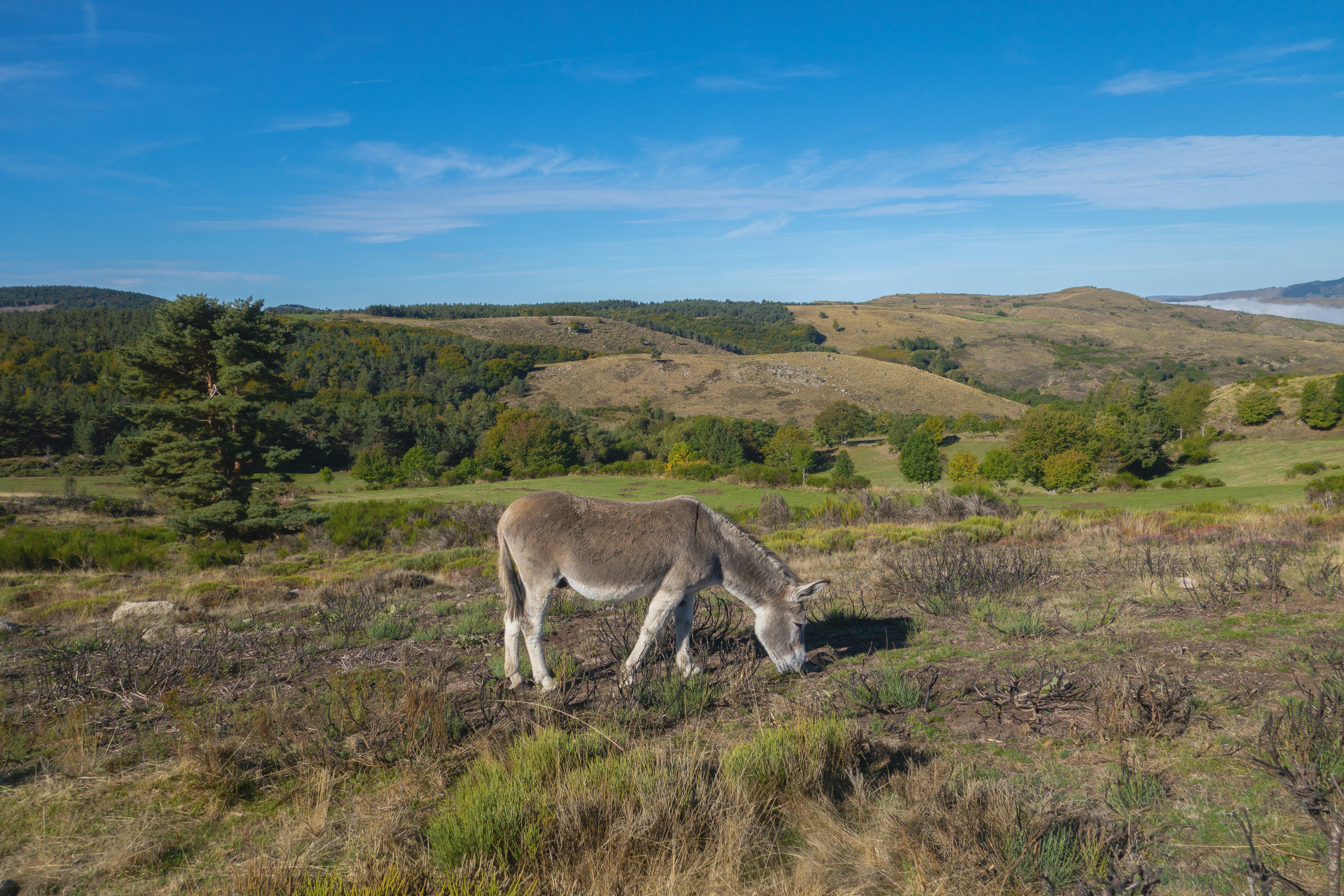 Grazing Serenity: A Donkey's Day in the Highlands