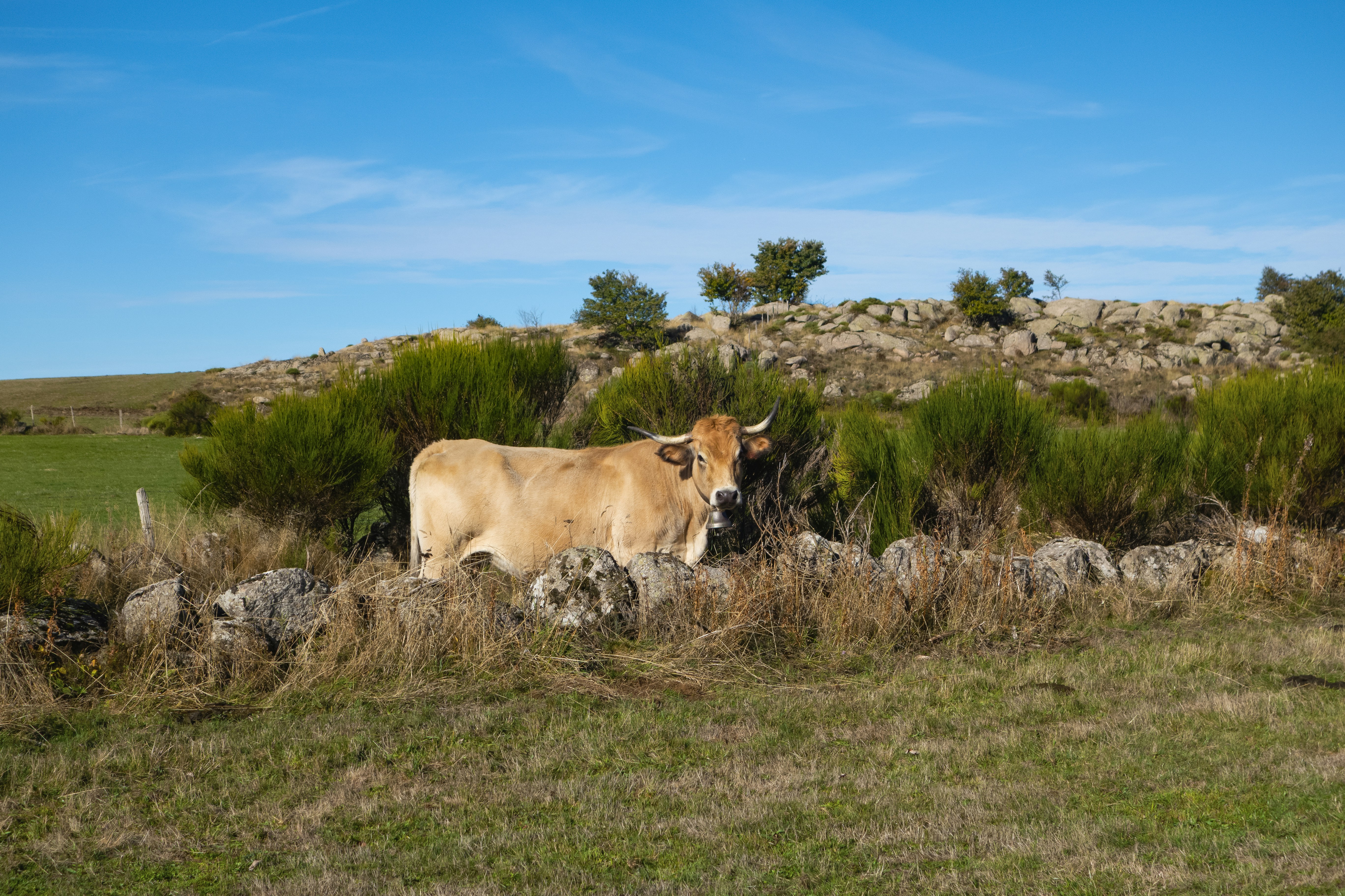 Pastoral Serenity: A Cow's Day in the Sun