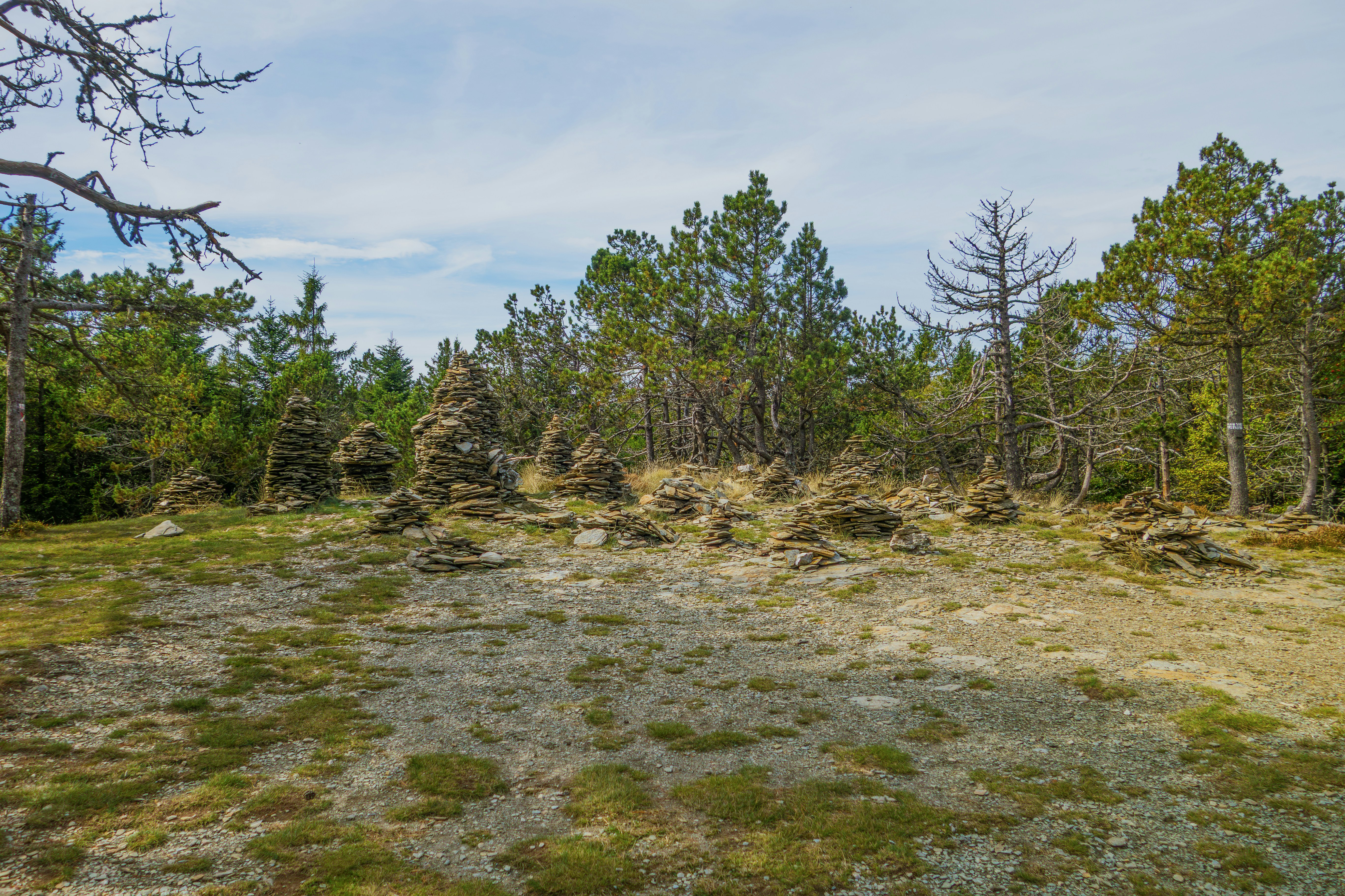 Pillars of Stone: A Quiet Clearing Among Pines