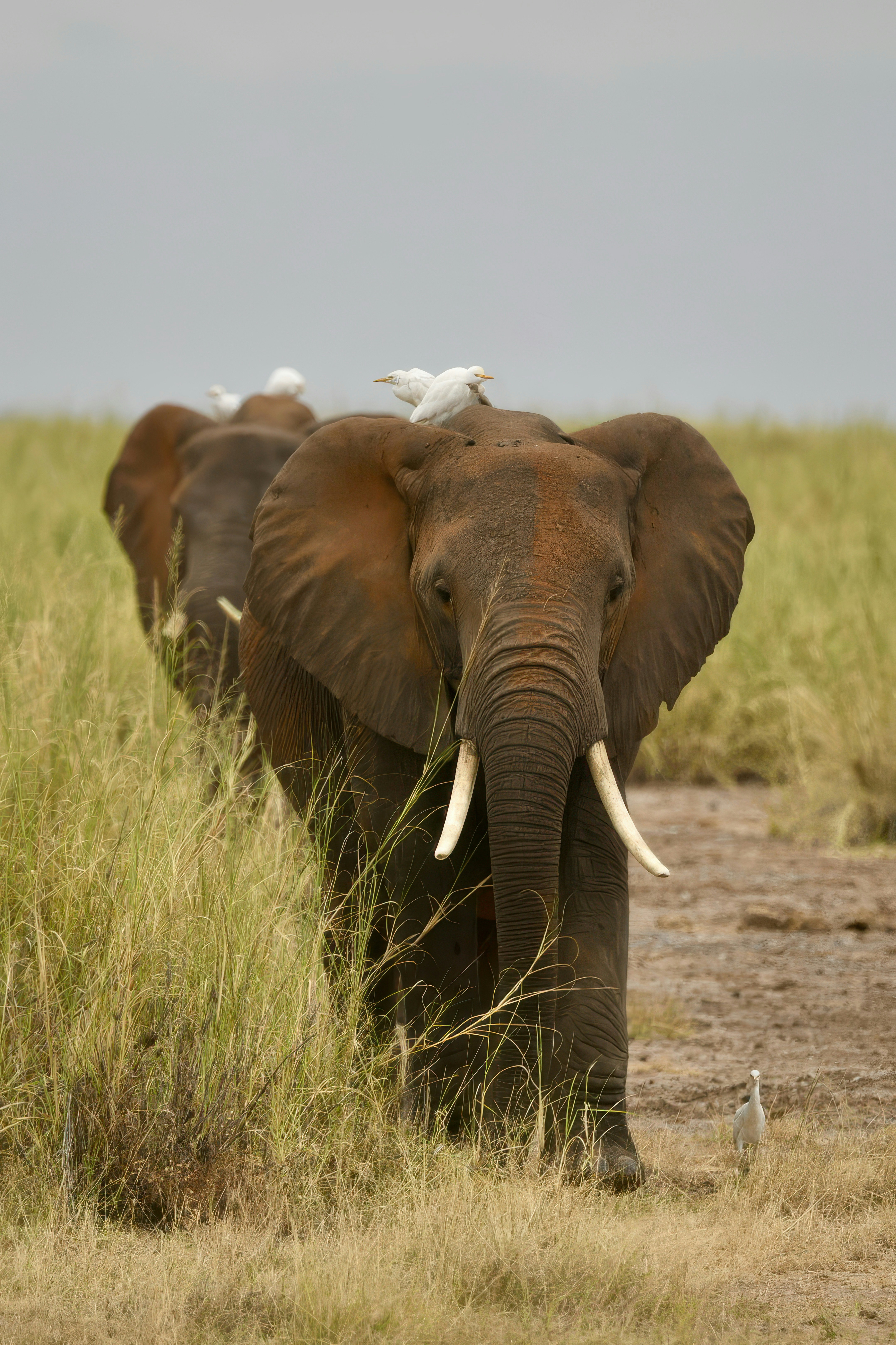 Big guys on the move | Elephants with birds on their backs in grassy field.