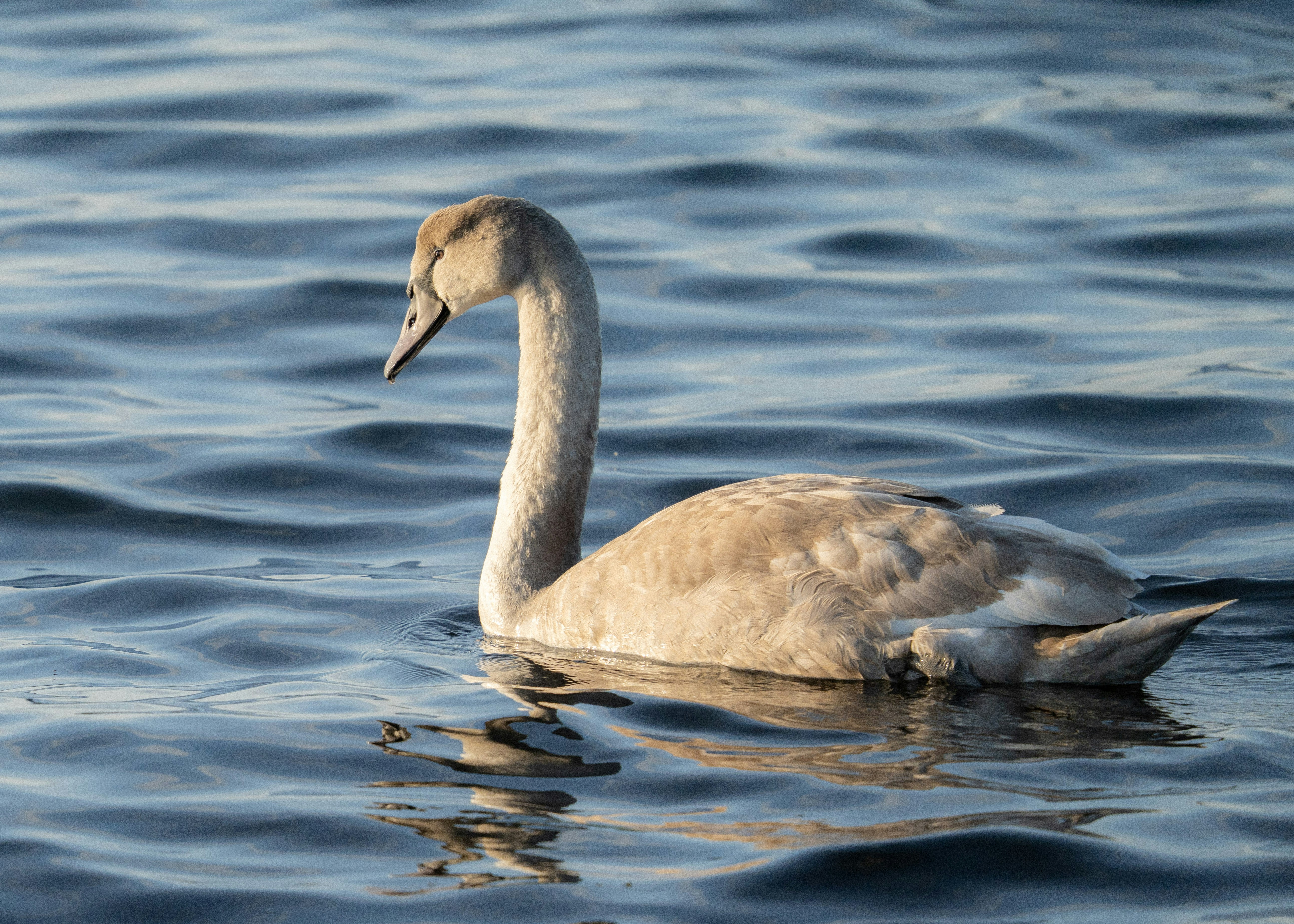 A young swan gliding serenely across a shimmering lake, showcasing its soft feathers and tranquil demeanor.