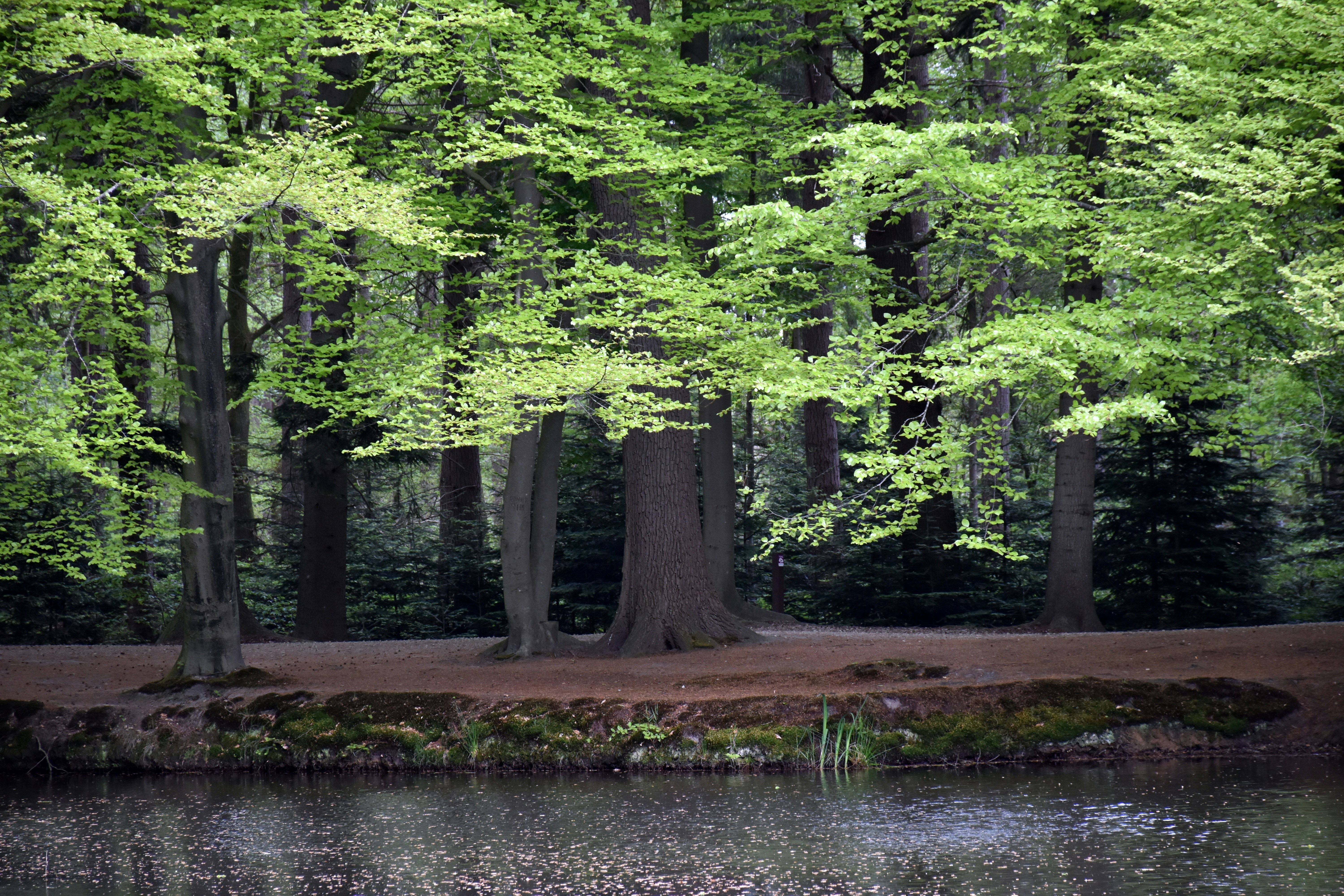 Along the waterfront in the forest (Germany - travel) | Lush green forest with a calm pond
