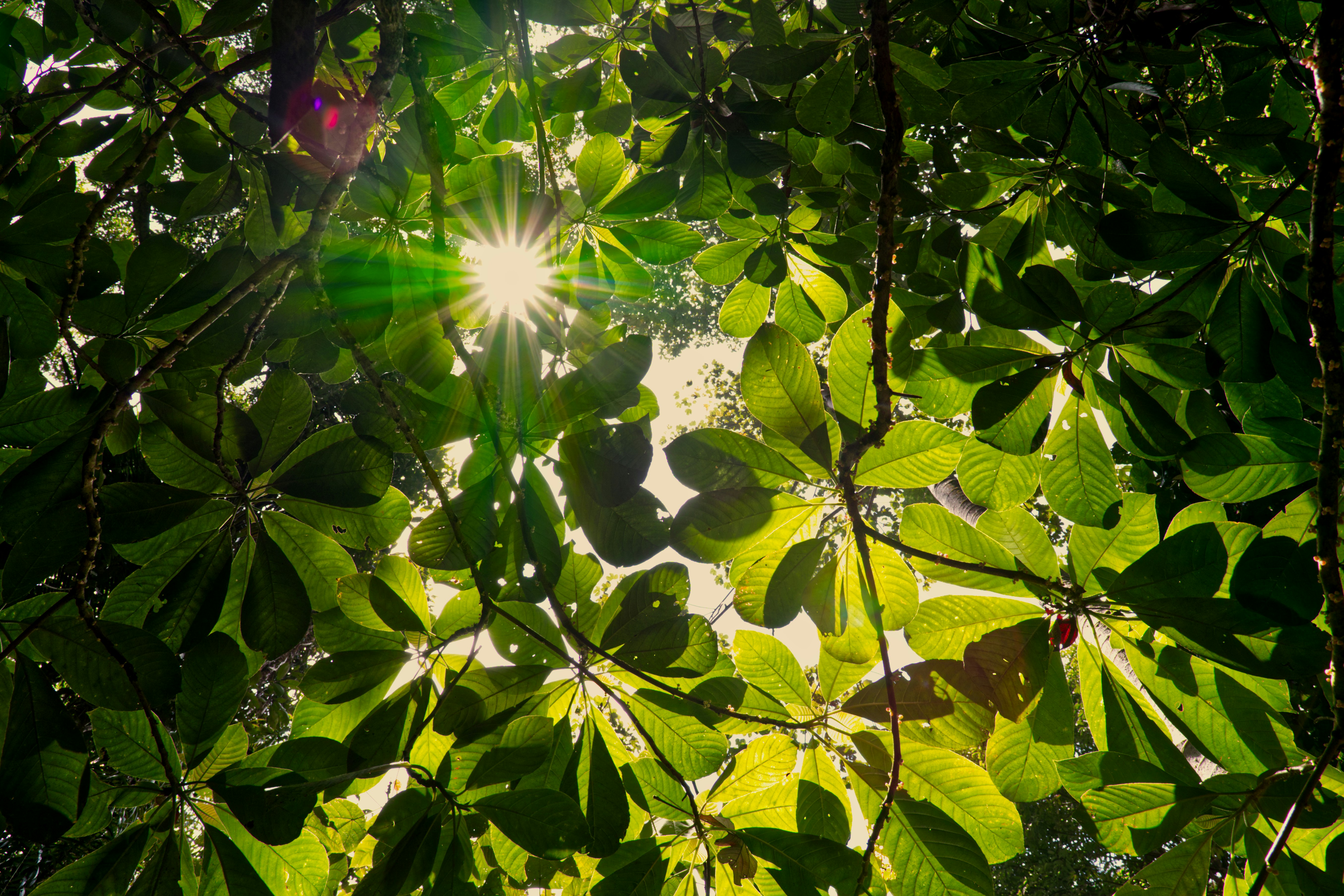 Sunlit Canopy: Nature's Green Mosaic