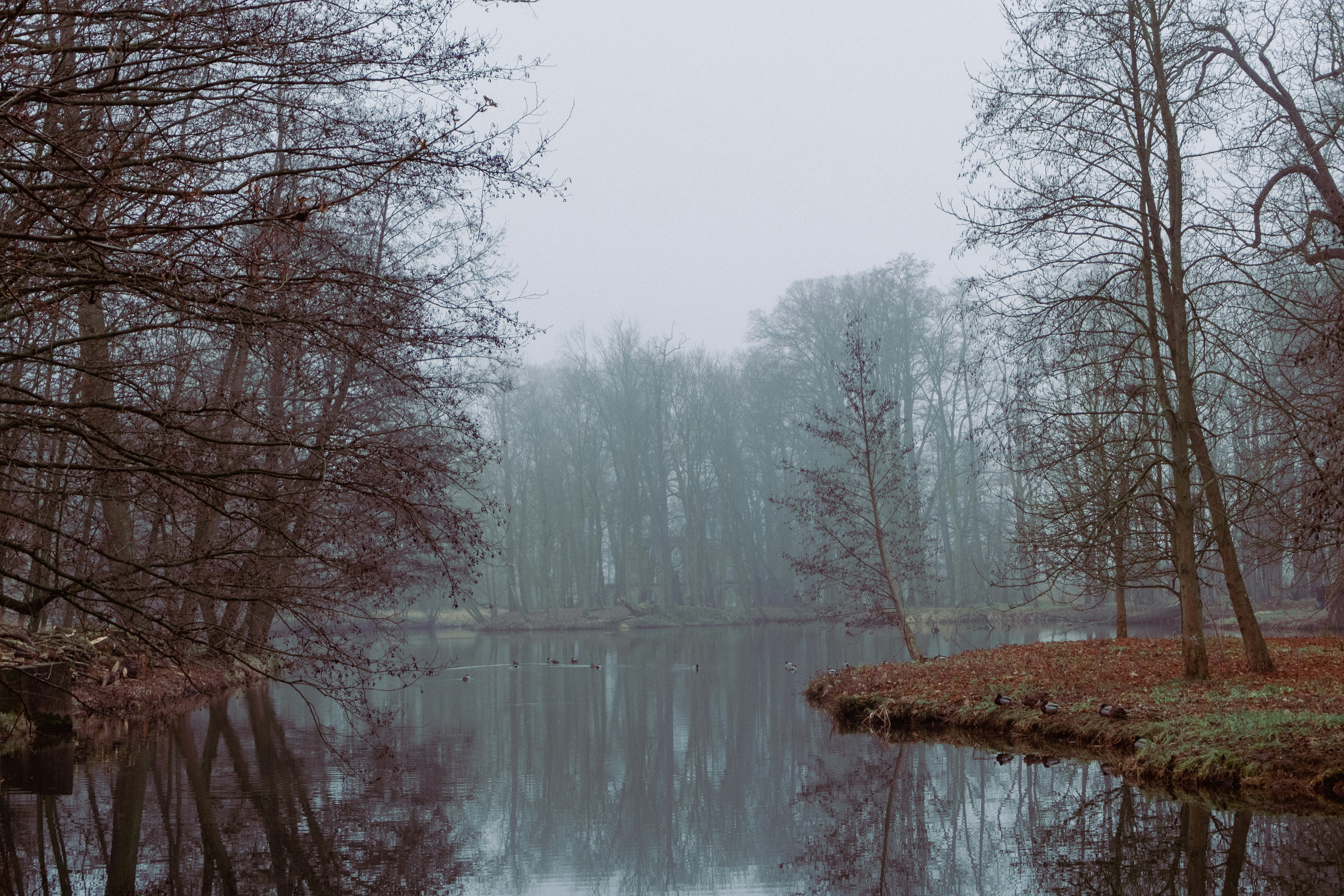A tranquil forest scene shrouded in fog, with trees reflecting softly on the still water. The muted colors evoke a sense of calm and serenity.