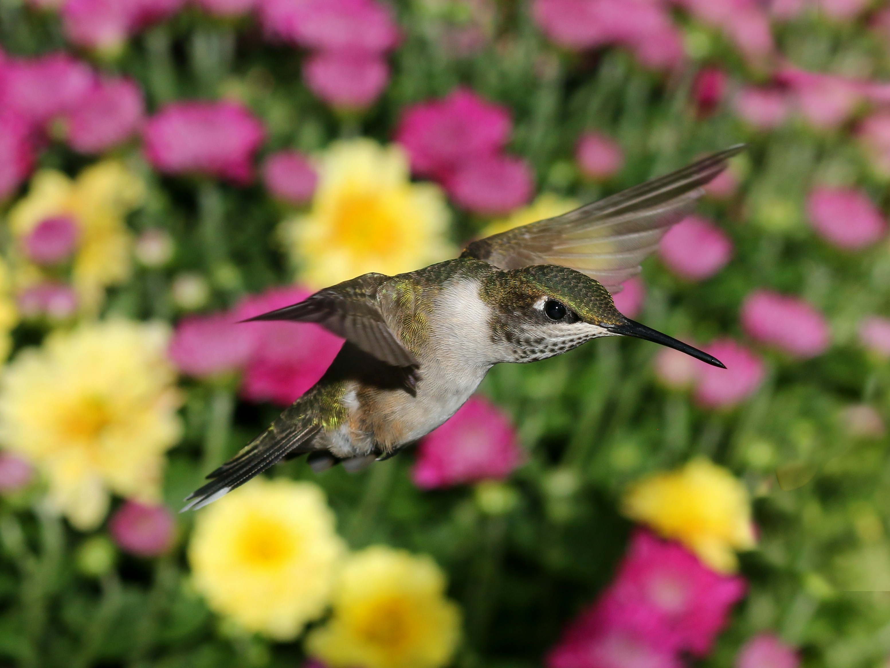 Nature's Dancer Among Blooms