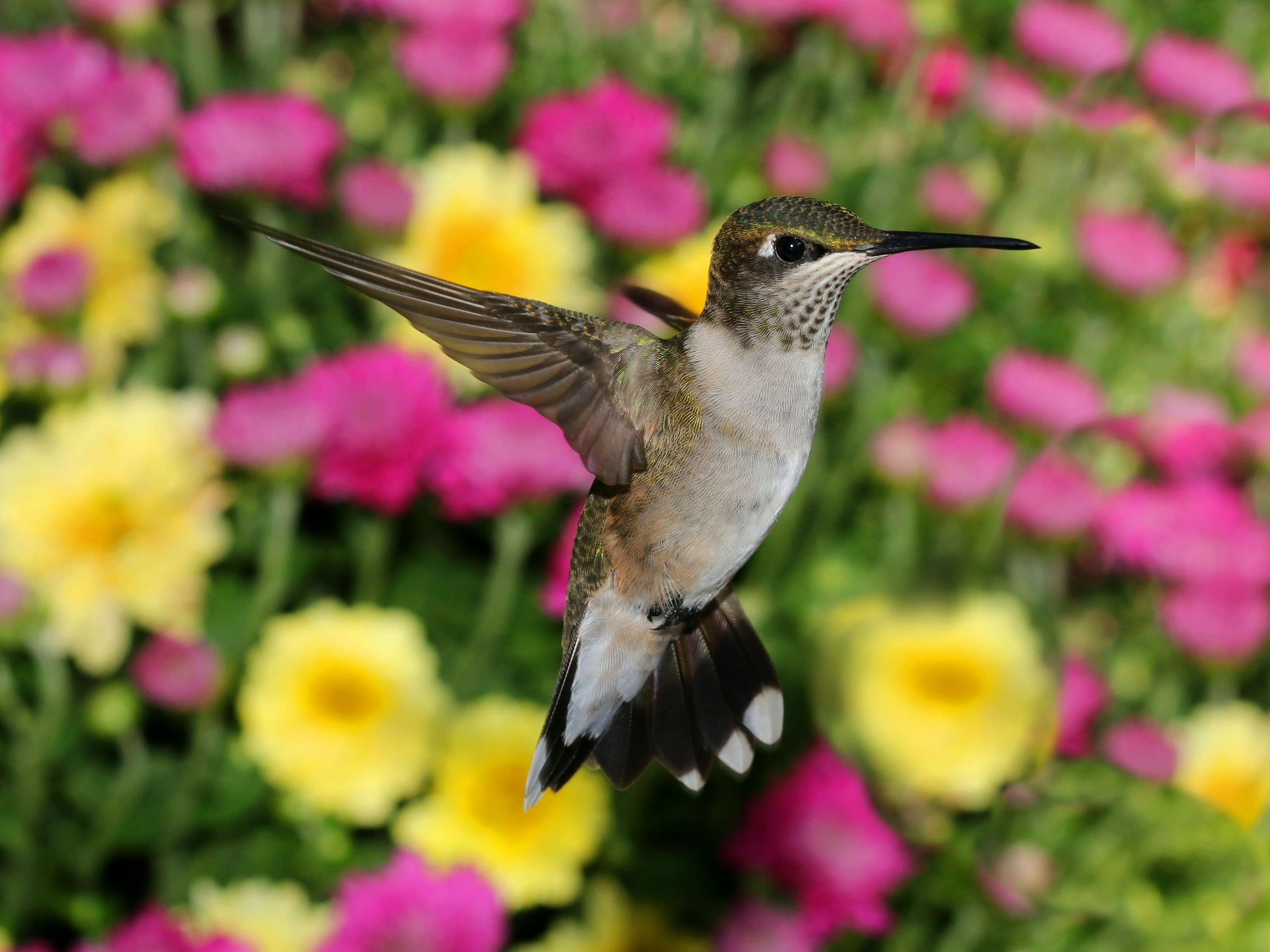 Whirlwind of Color: A Hummingbird's Dance