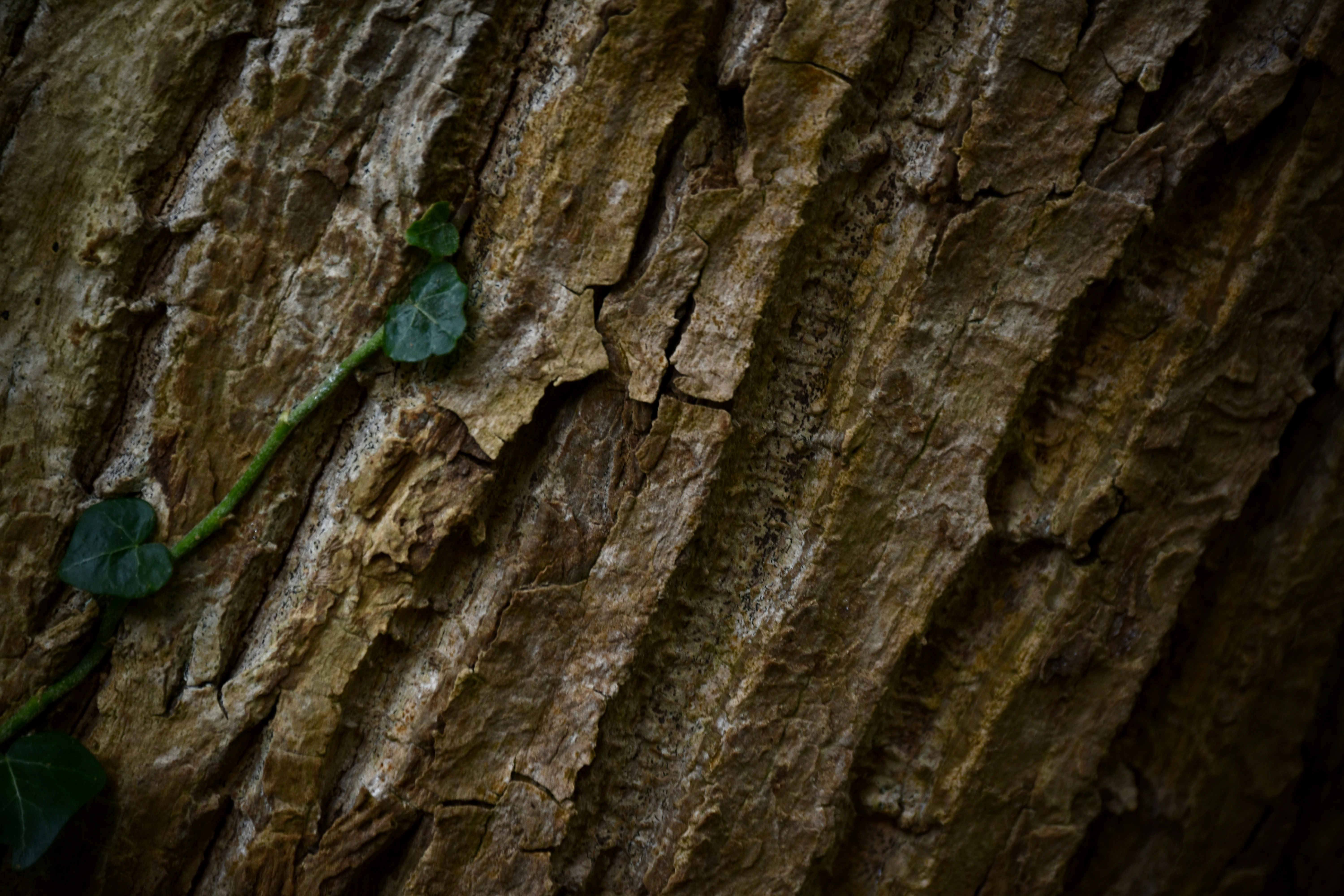 Nature's Textured Canvas
