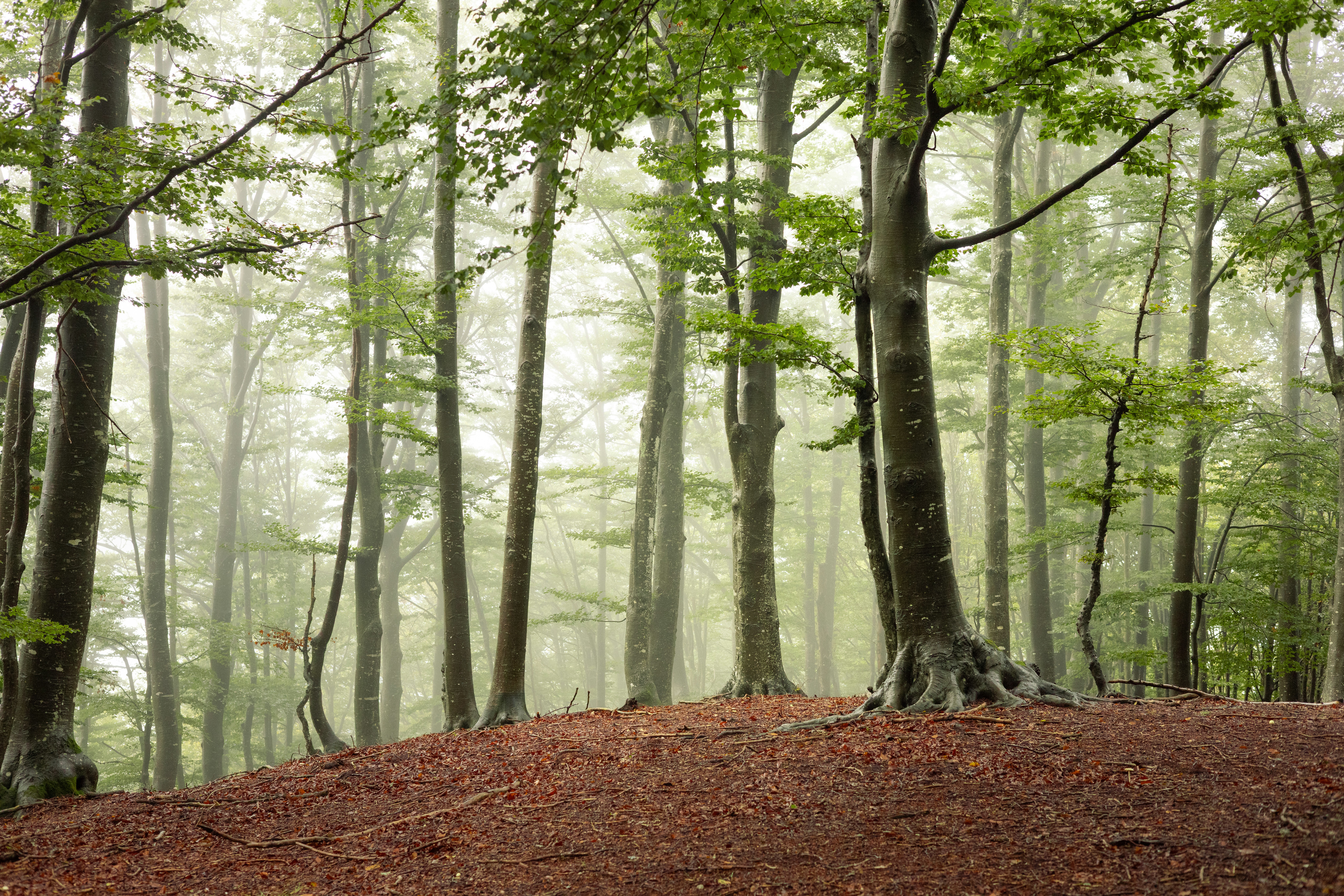 Fog envelops a serene forest scene, where tall beech trees rise from a carpet of fallen leaves, creating an ethereal atmosphere.