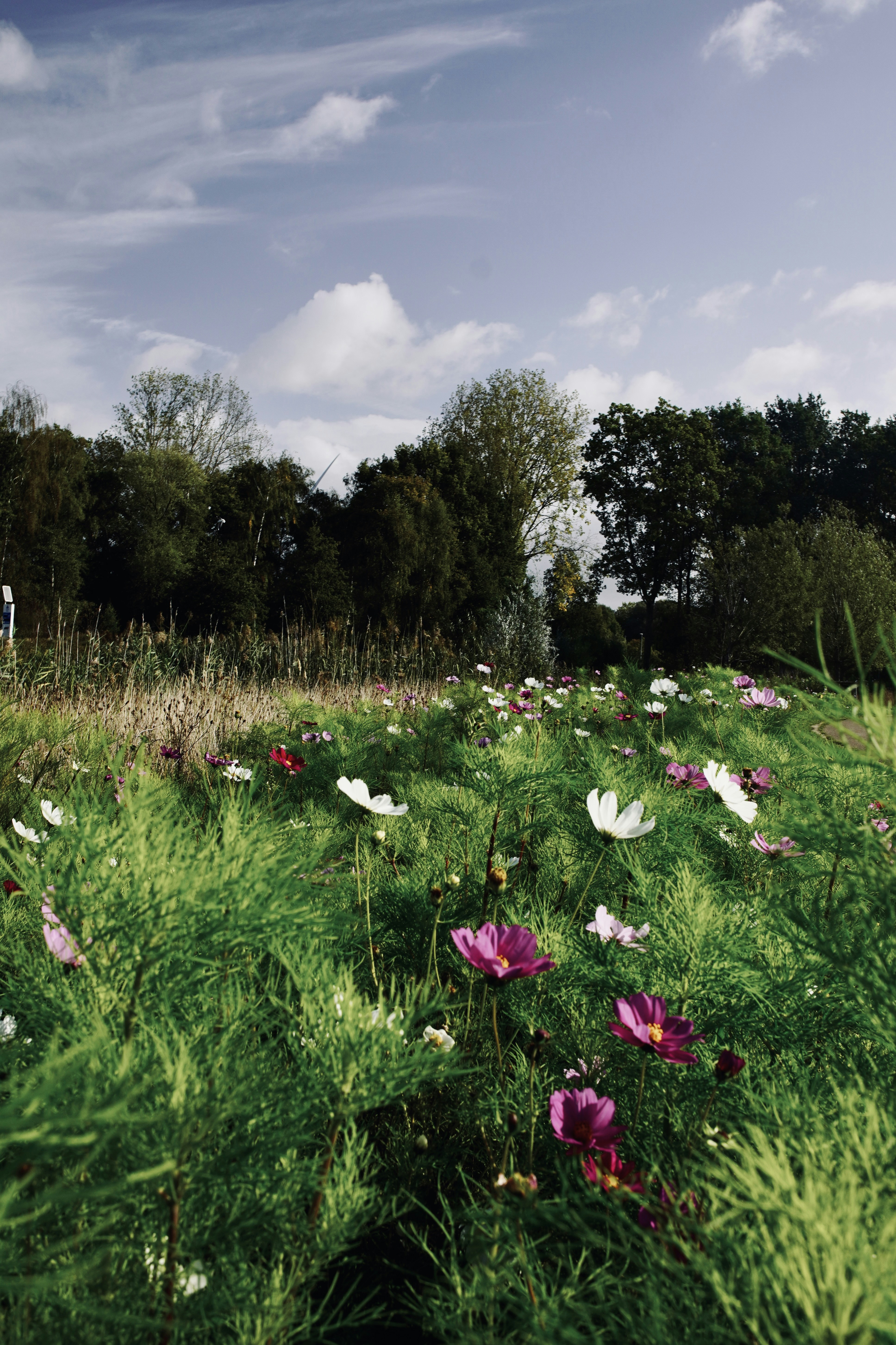 Vibrant wildflowers bloom in a lush green meadow under a clear sky, framed by distant trees. A serene landscape inviting tranquility.