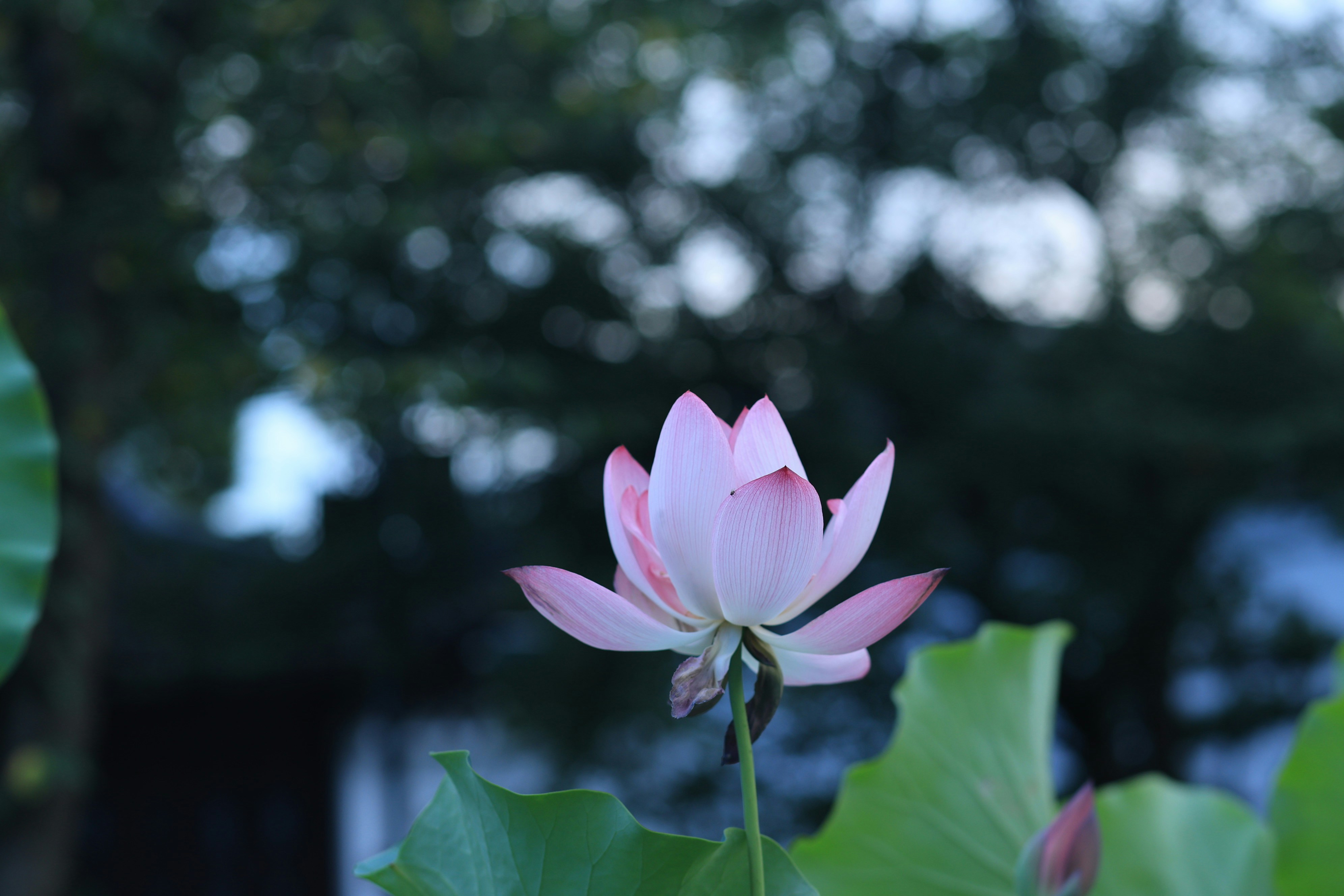 Whispers of Serenity: The Lotus Bloom