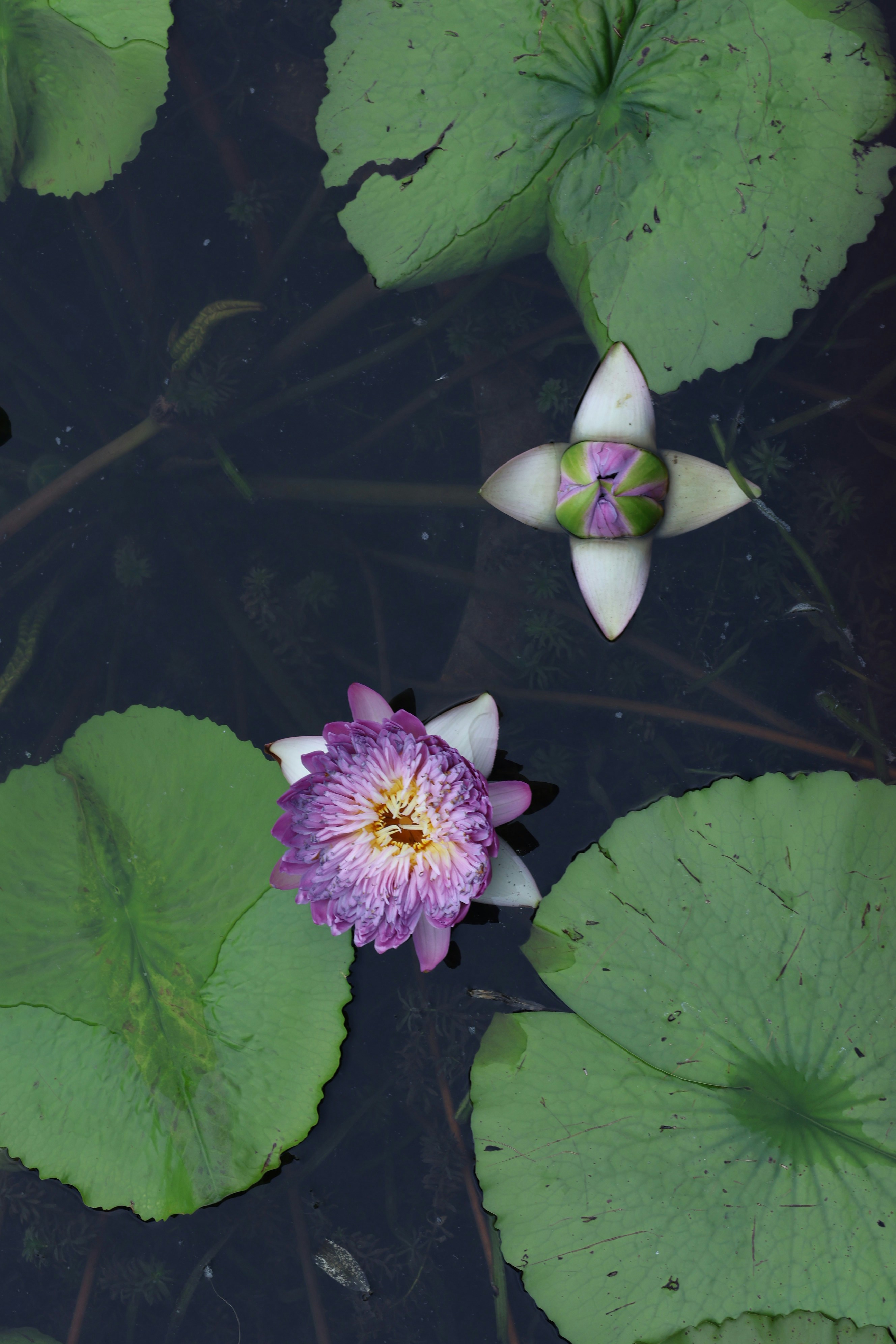 Harmony in Bloom: Water Lilies in Tranquil Waters