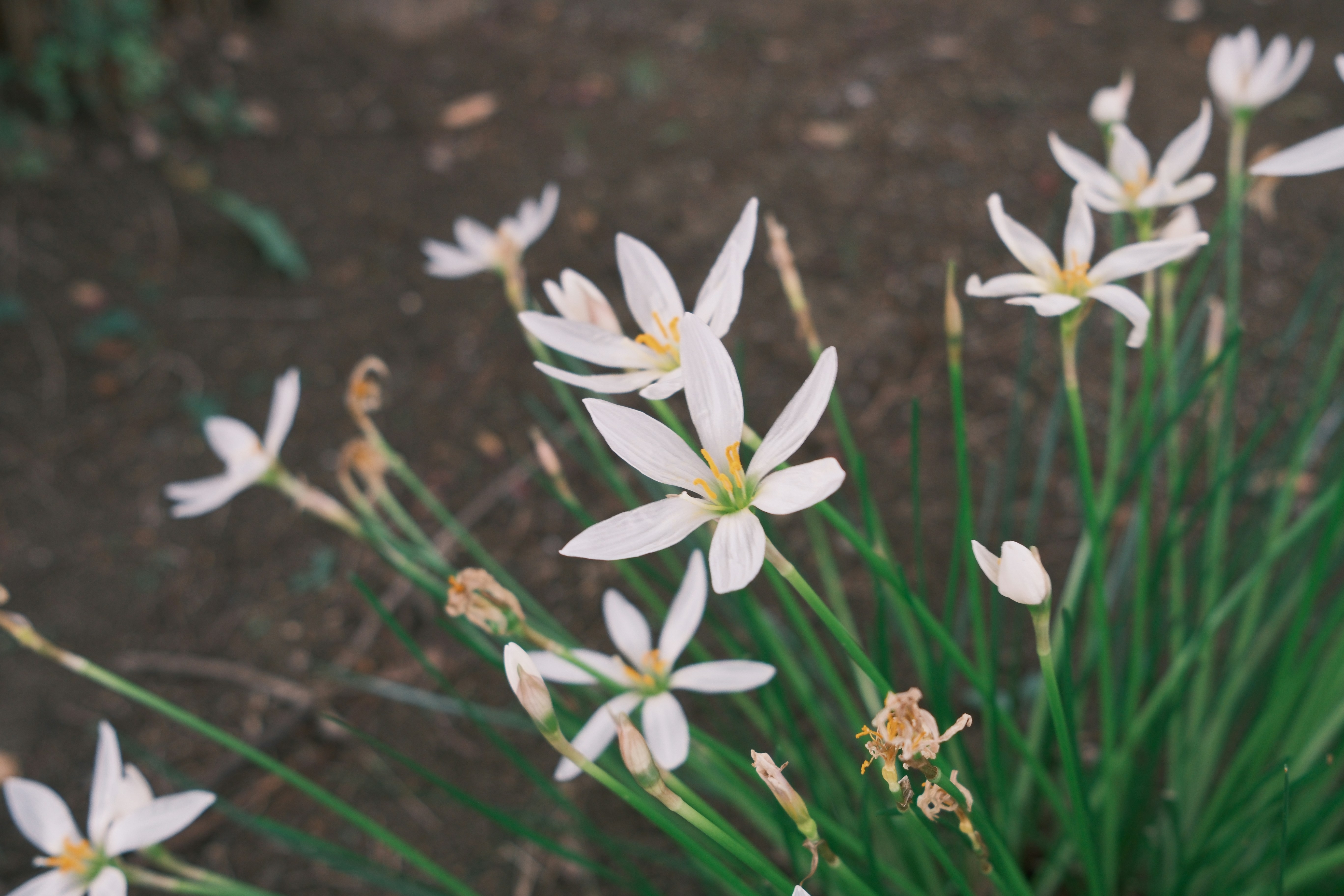 Whispers of Spring: A Floral Symphony