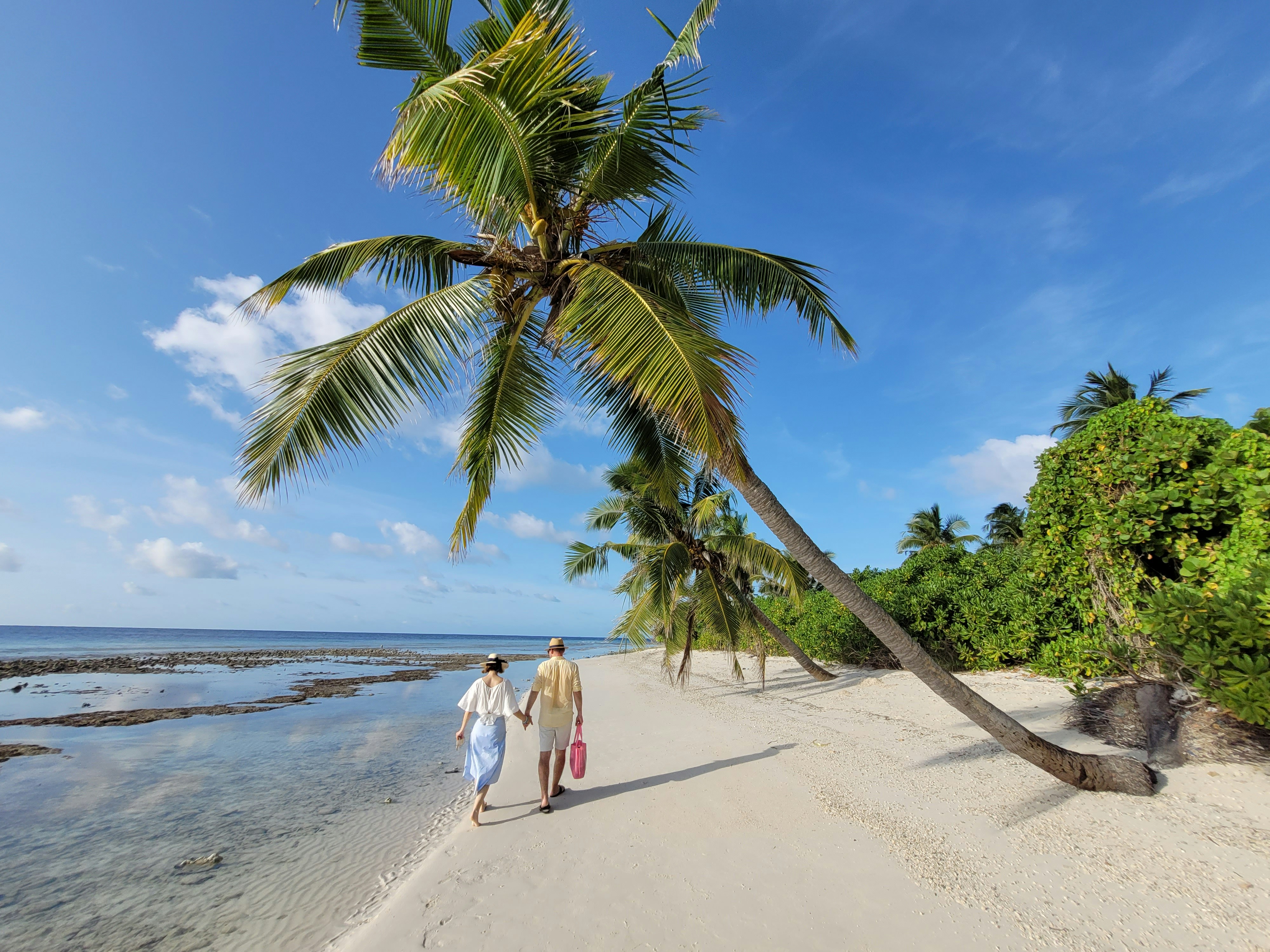 Serene Stroll Beneath Tropical Canopies