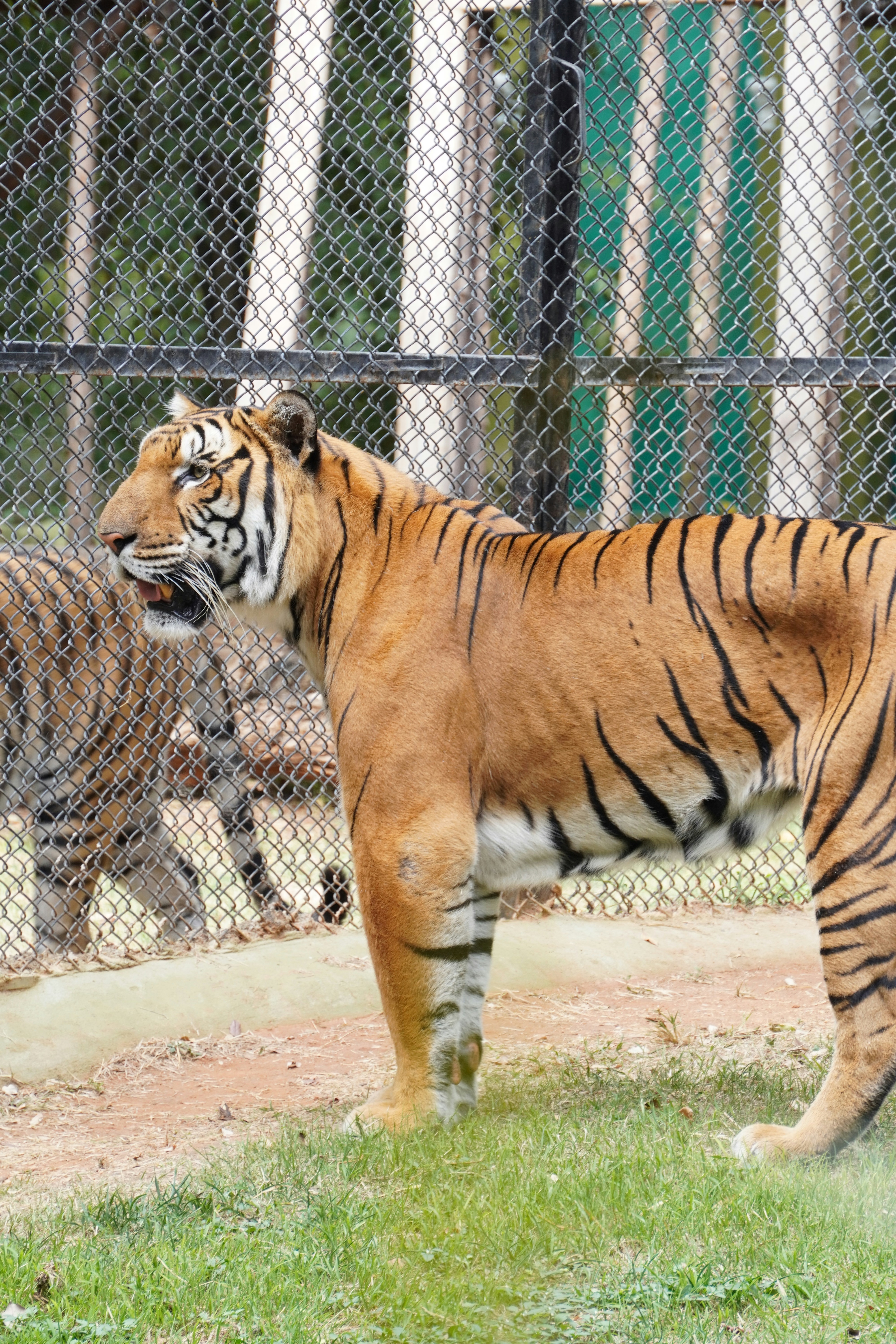 Tiger standing in an enclosure with another tiger behind.