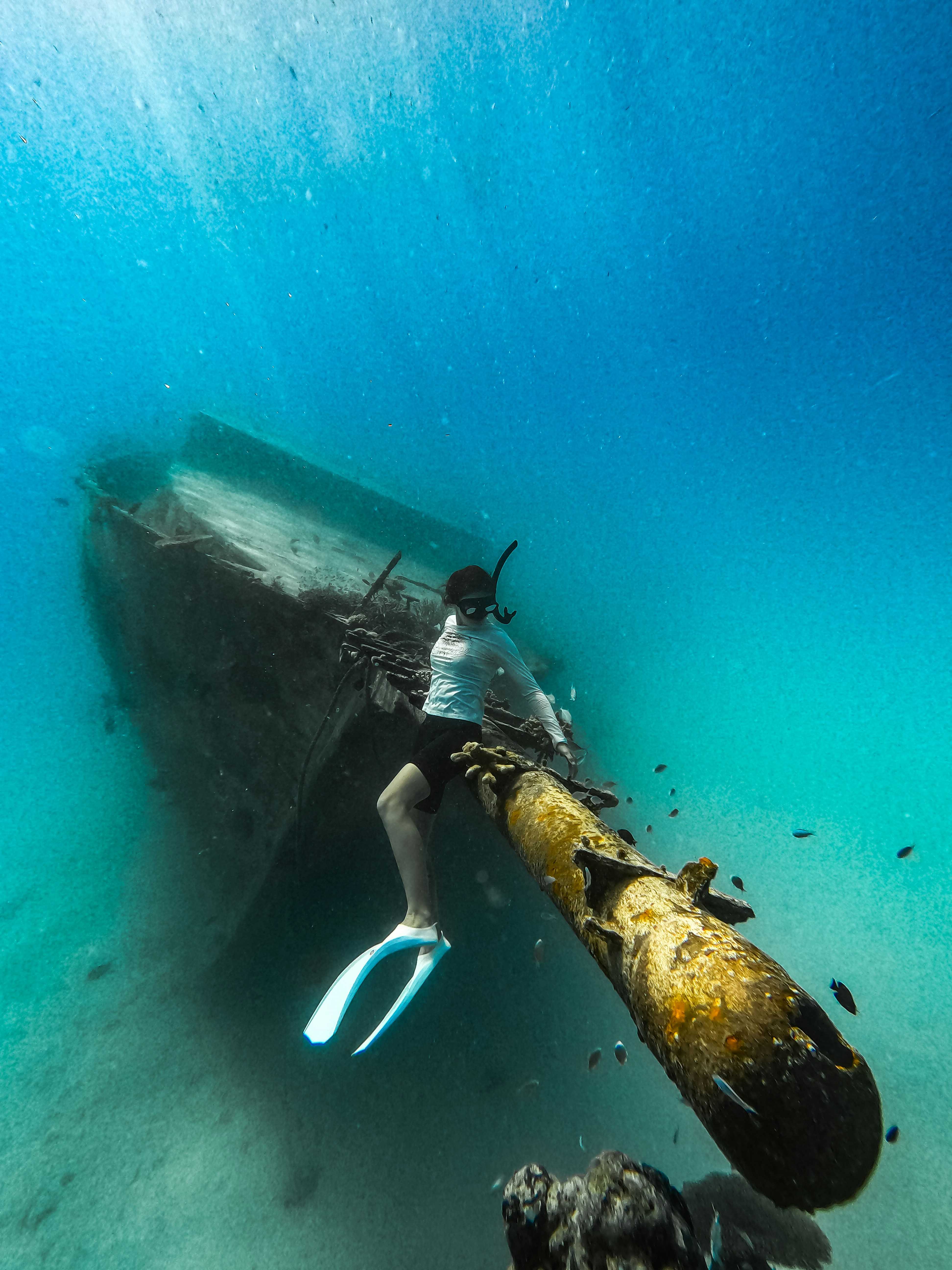 Diver exploring the remains of a sunken ship, with a vibrant underwater scene showcasing marine life and the vessel's structure.