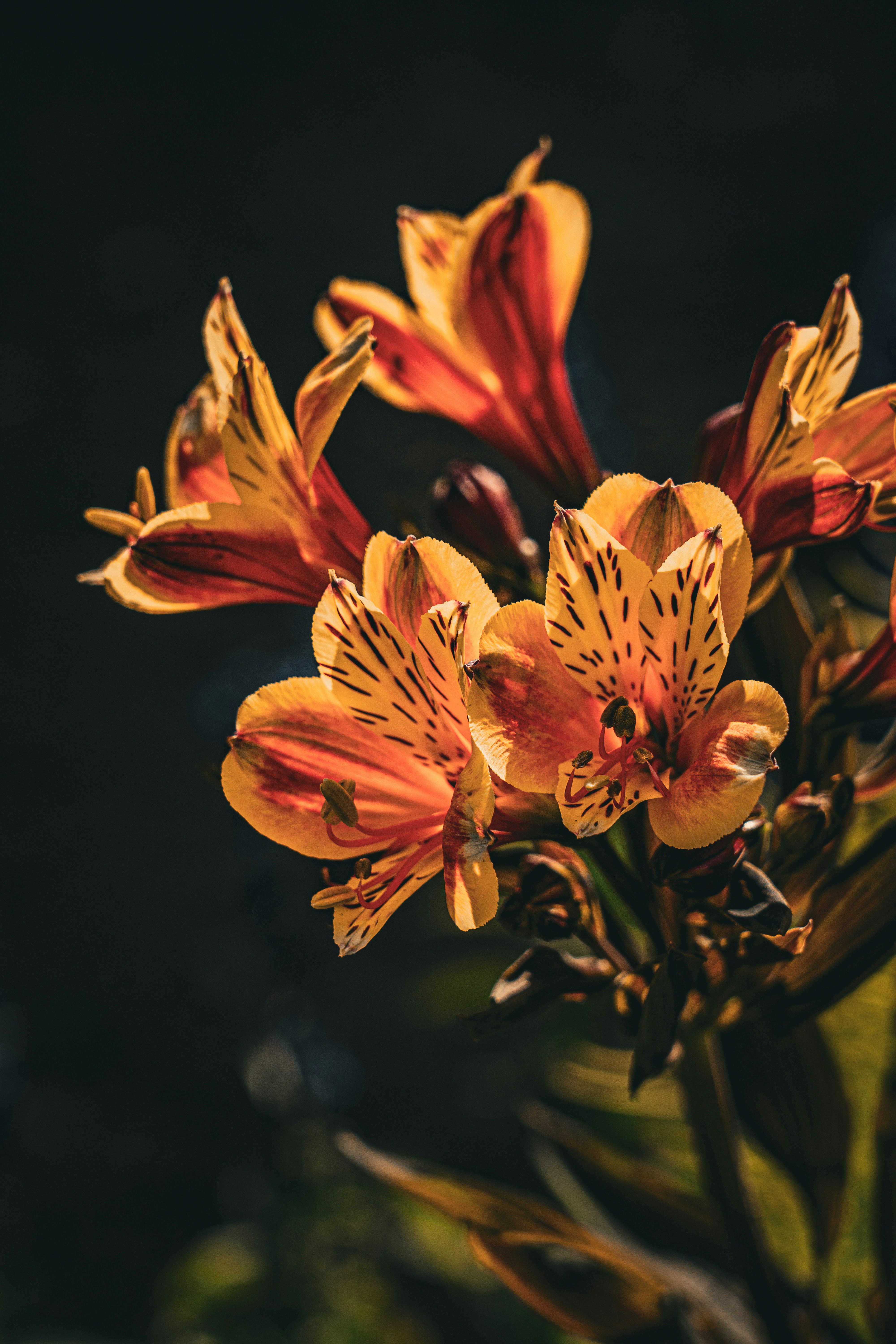 Vibrant orange and yellow Alstroemeria flowers illuminated by soft sunlight, set against a dark background.