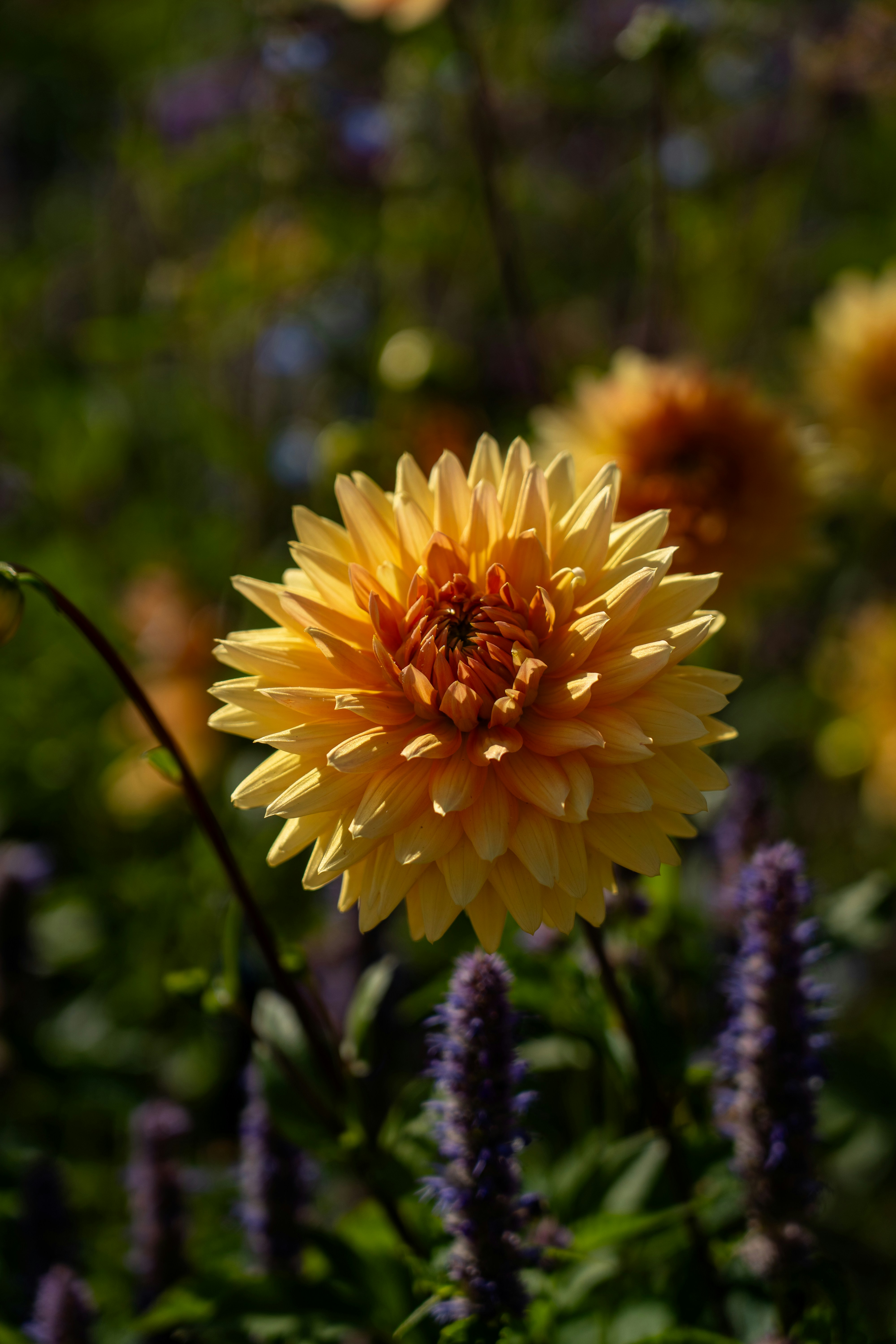 Vibrant yellow dahlia flower surrounded by lush greenery and purple blooms, showcasing the beauty of a garden in full bloom.