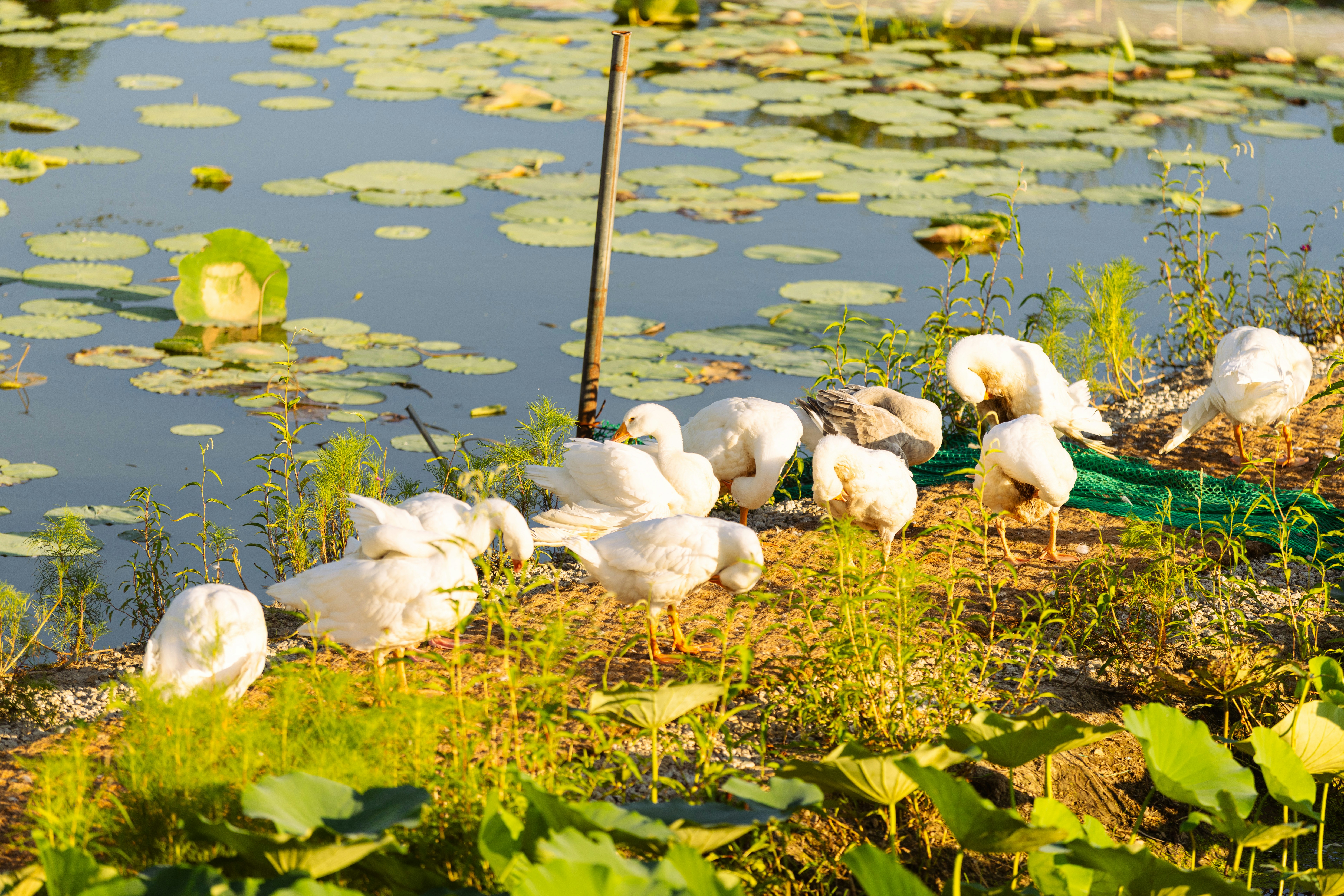 Harmony at the Water's Edge