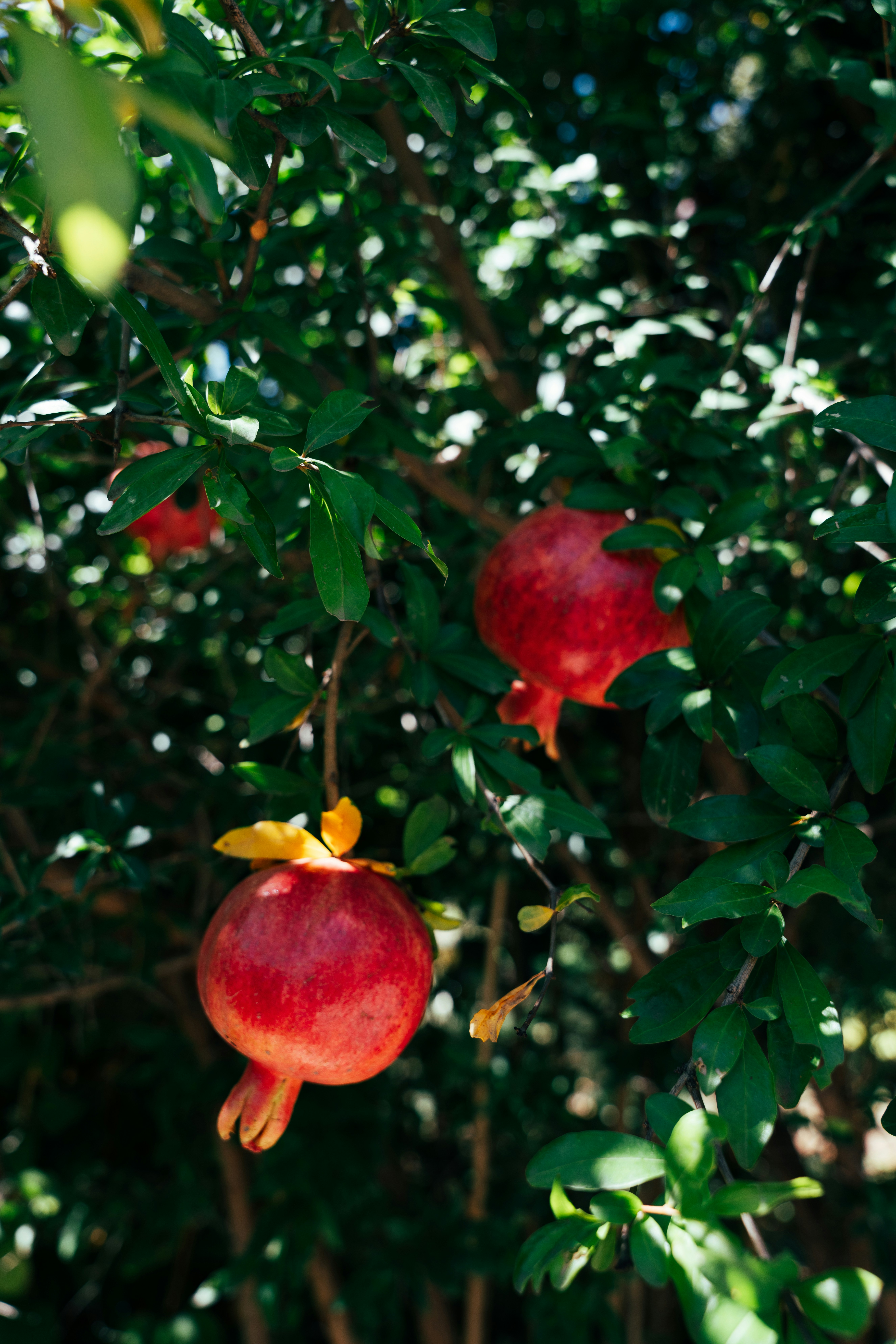 Harvest Hues: The Pomegranate's Lush Embrace