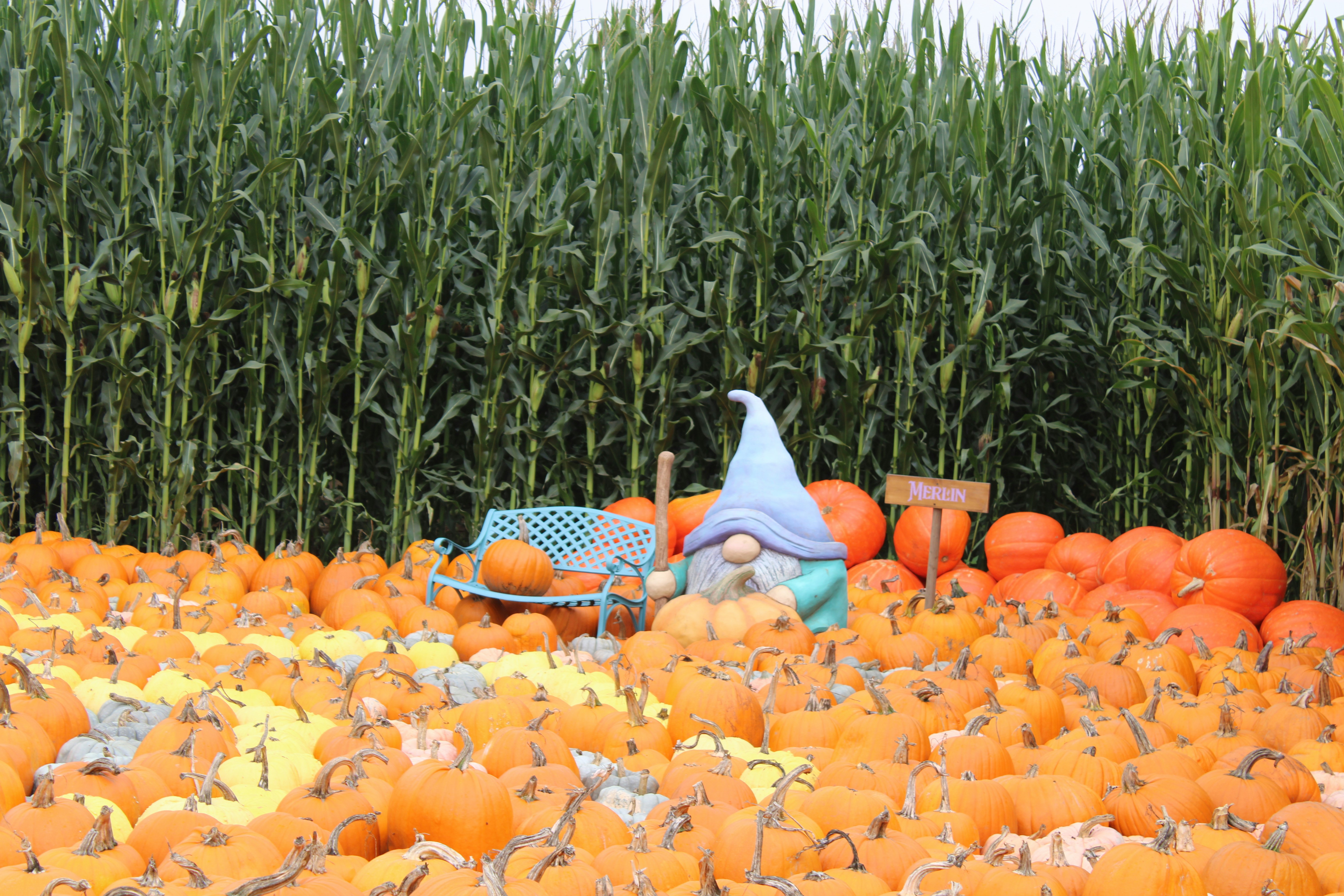 Harvest Harmony: A Gnome's Pumpkin Paradise