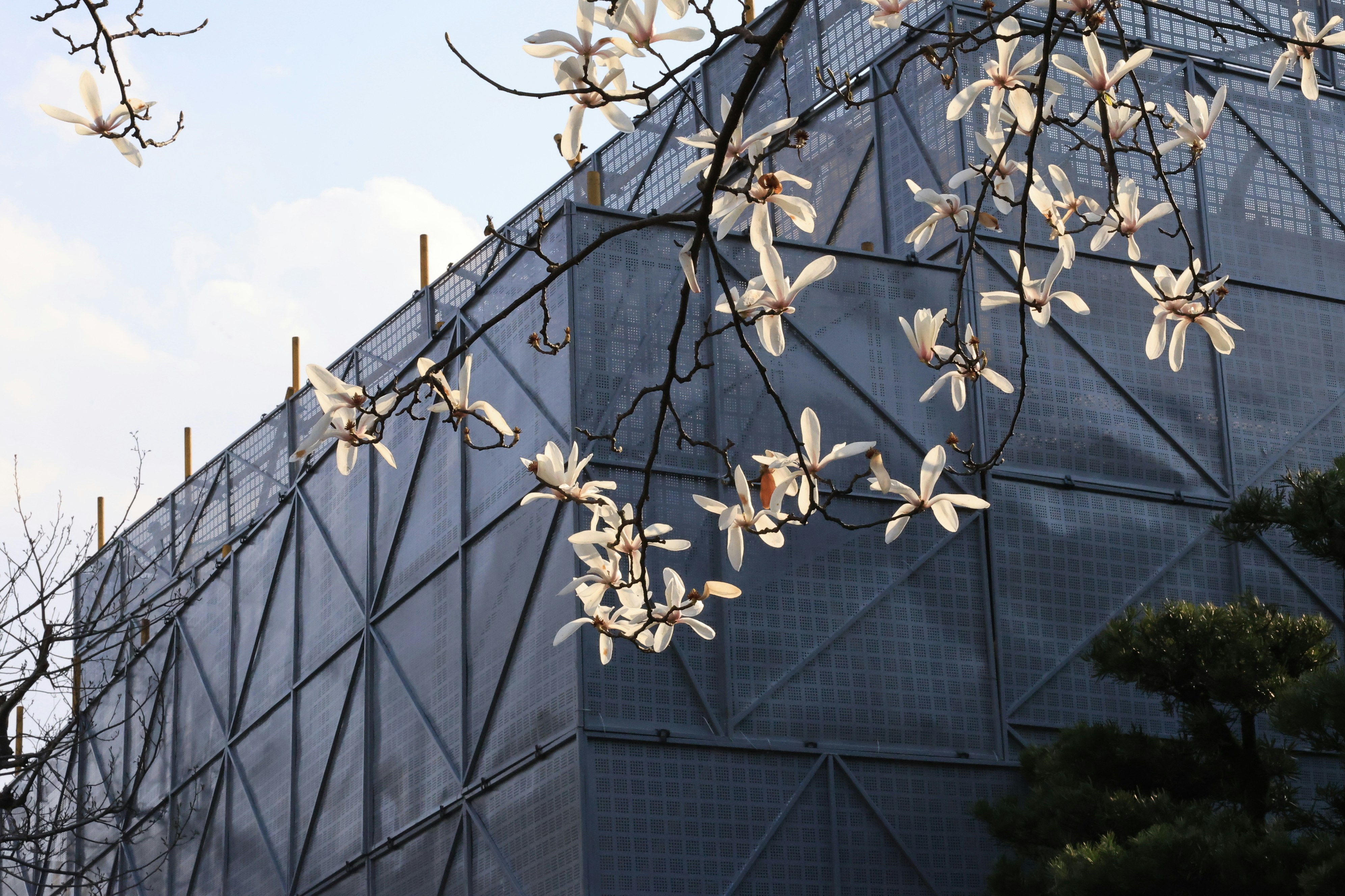 Petals Over the Grid: Magnolia Framing a Geometric Glass Facade