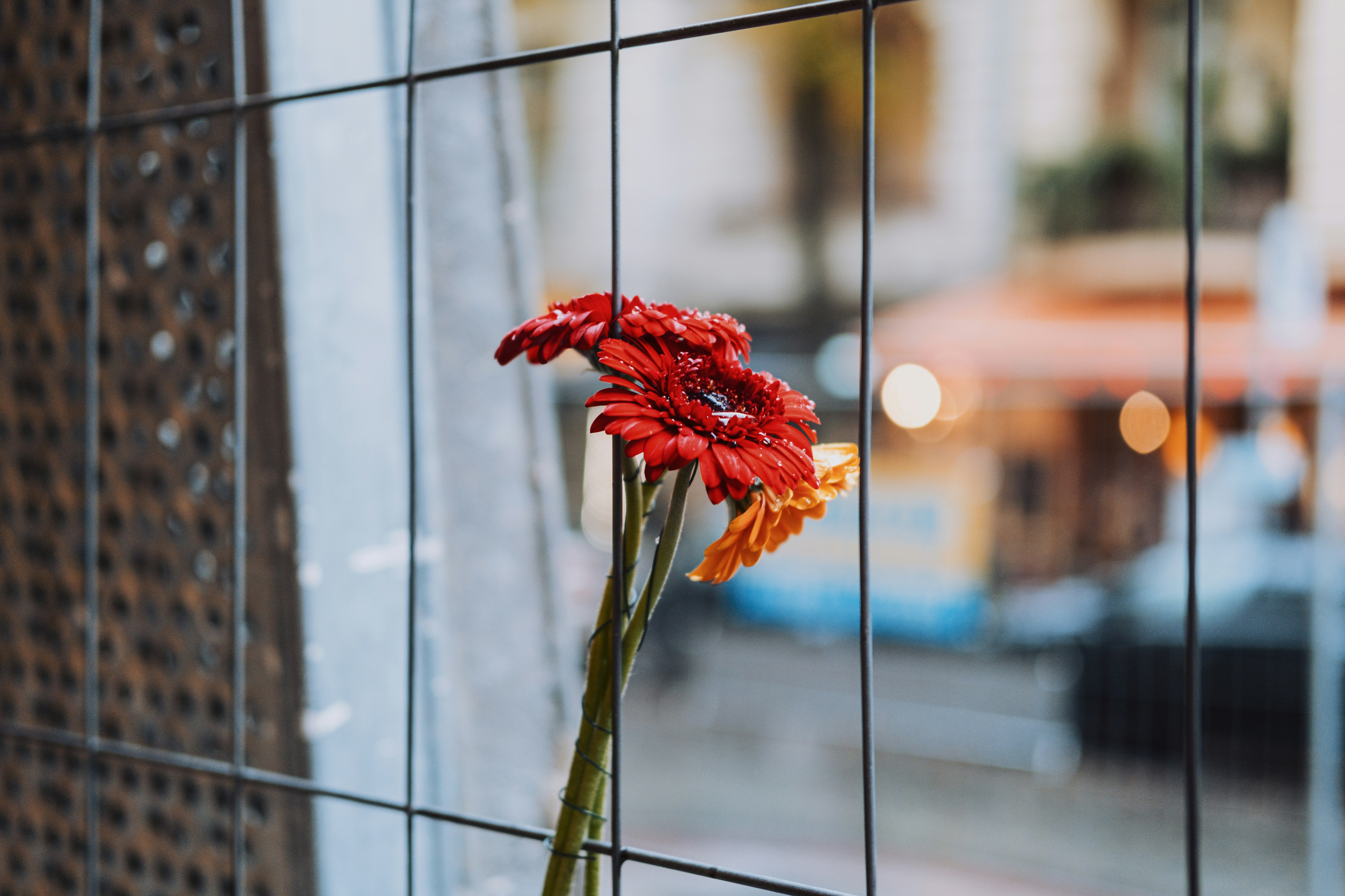 Urban Resilience: A Flower's Stand Against the Concrete Jungle