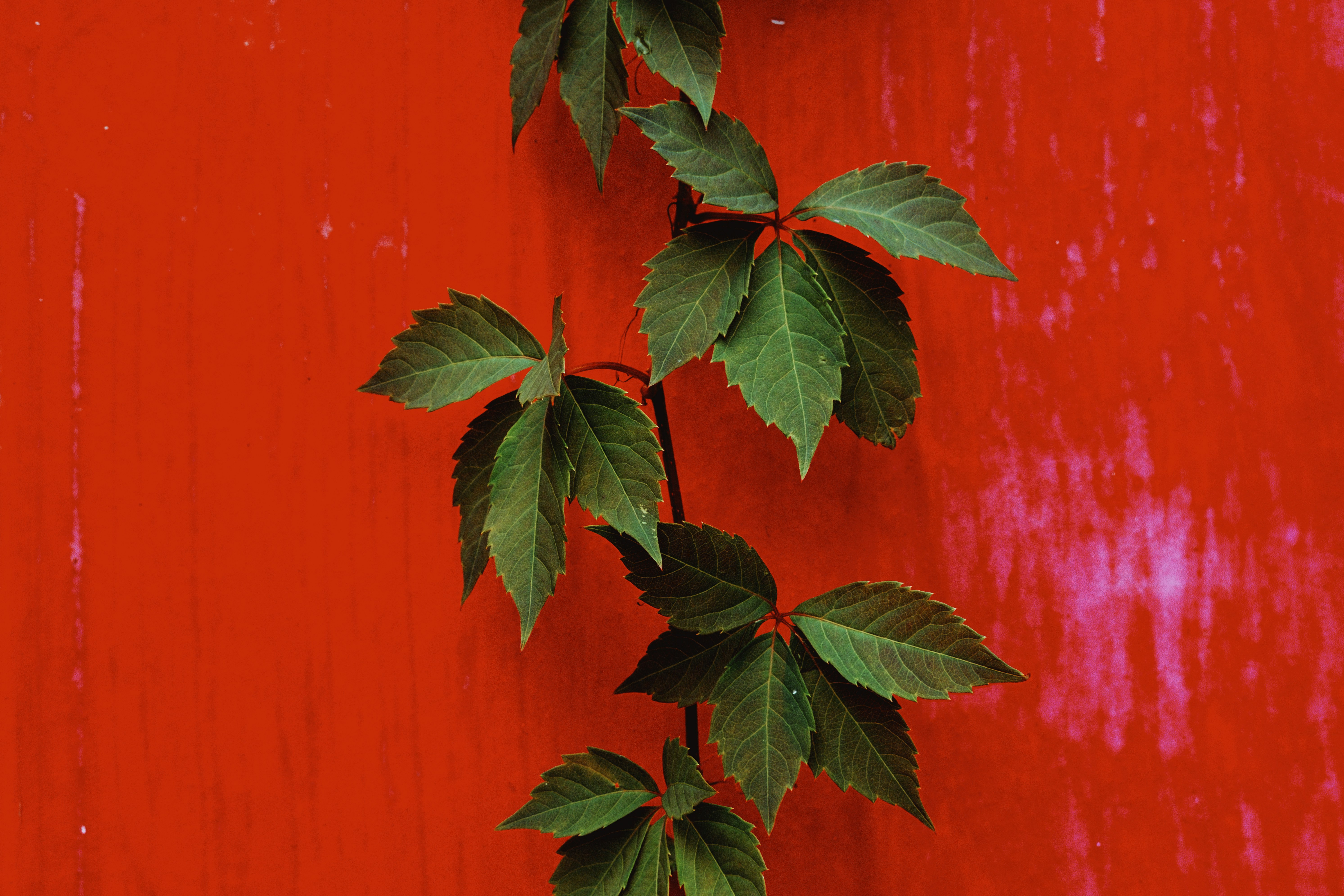 Nature's Green Against a Bold Canvas