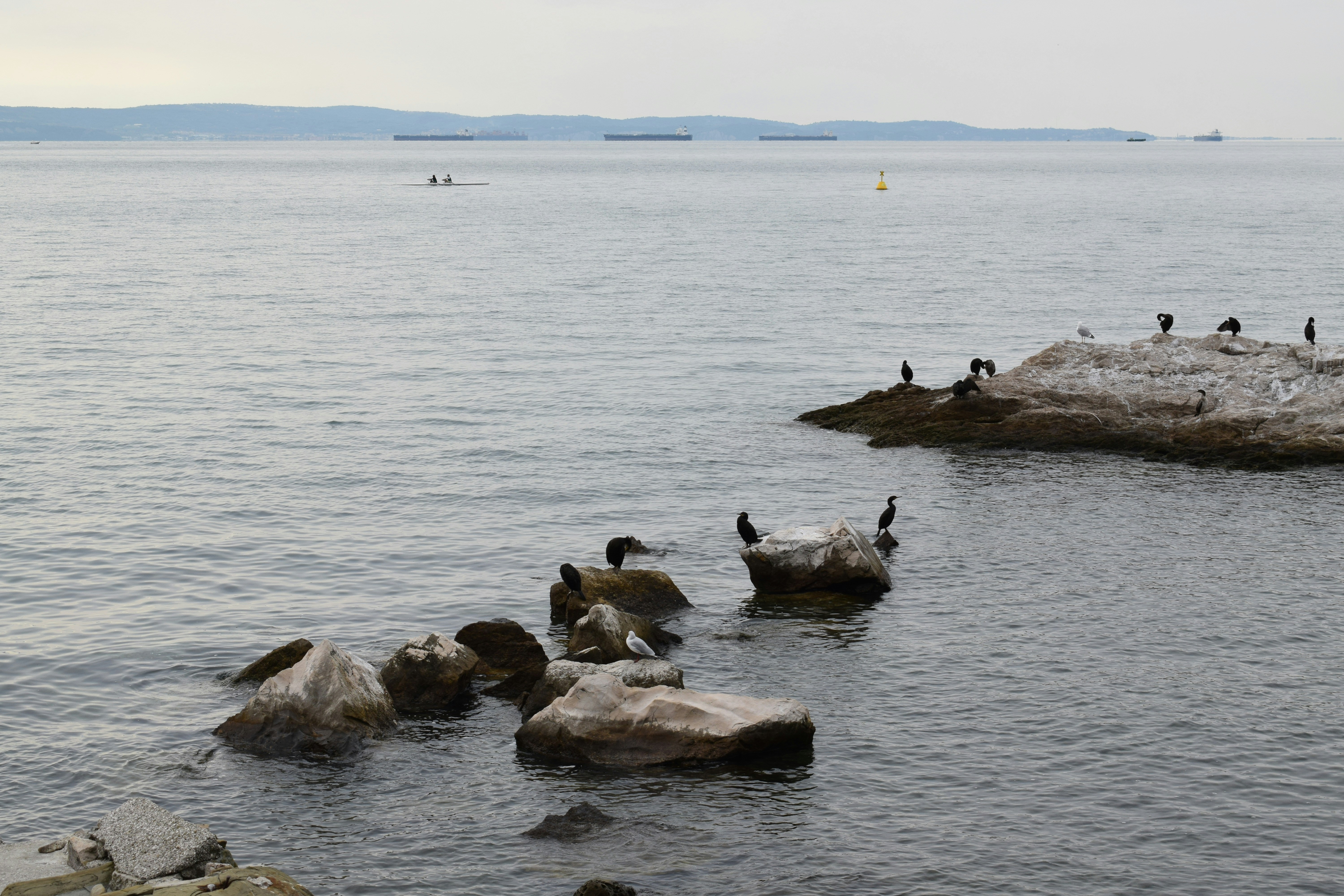 Seabird Chorus on Sunlit Coastal Rocks