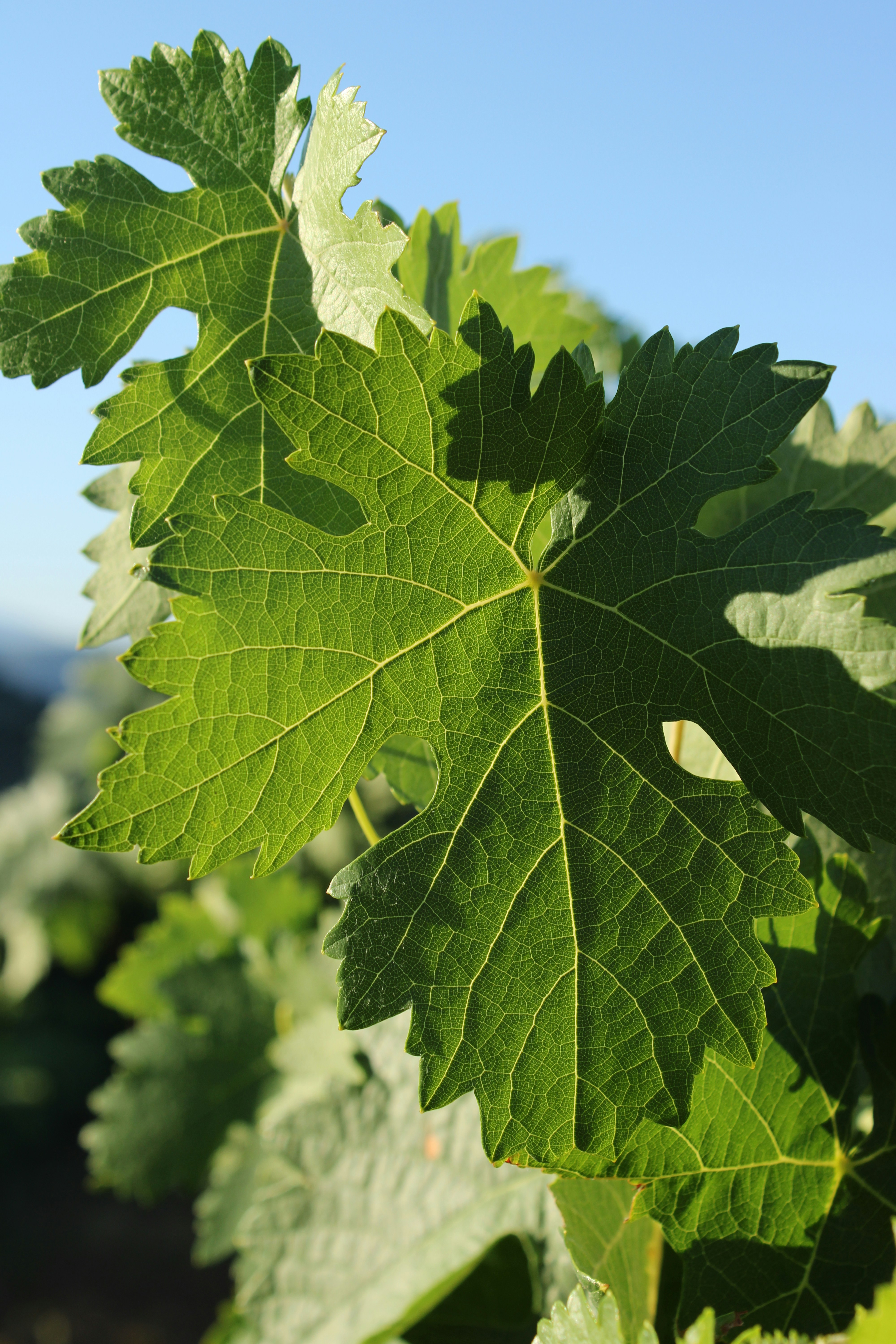Sunlit Venation: A Close-Up Grape Leaf Against a Clear Sky