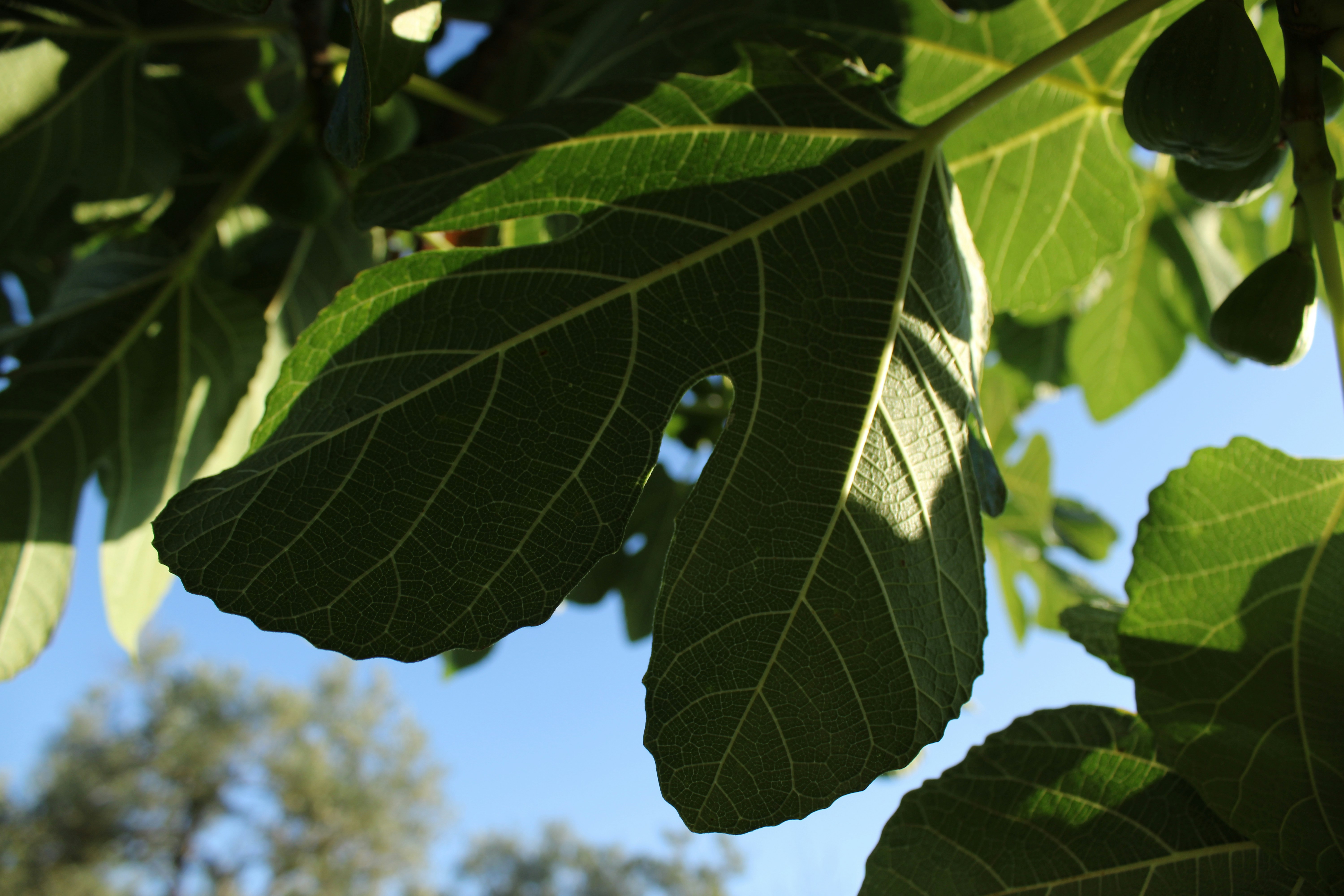 Sunlit fig leaves showcasing intricate vein patterns against a clear blue sky.