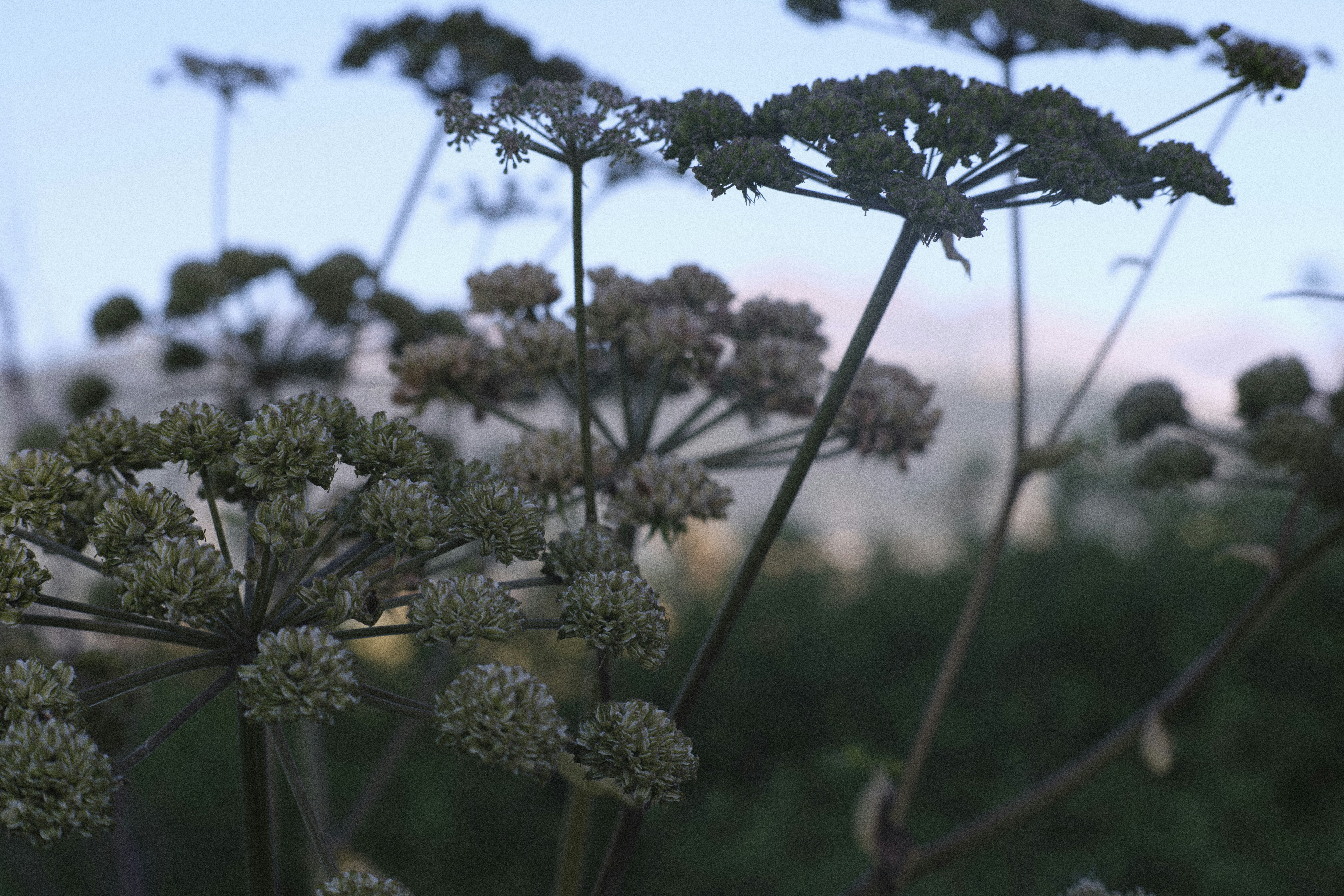 Whispers of Nature: The Elegance of Wild Flora