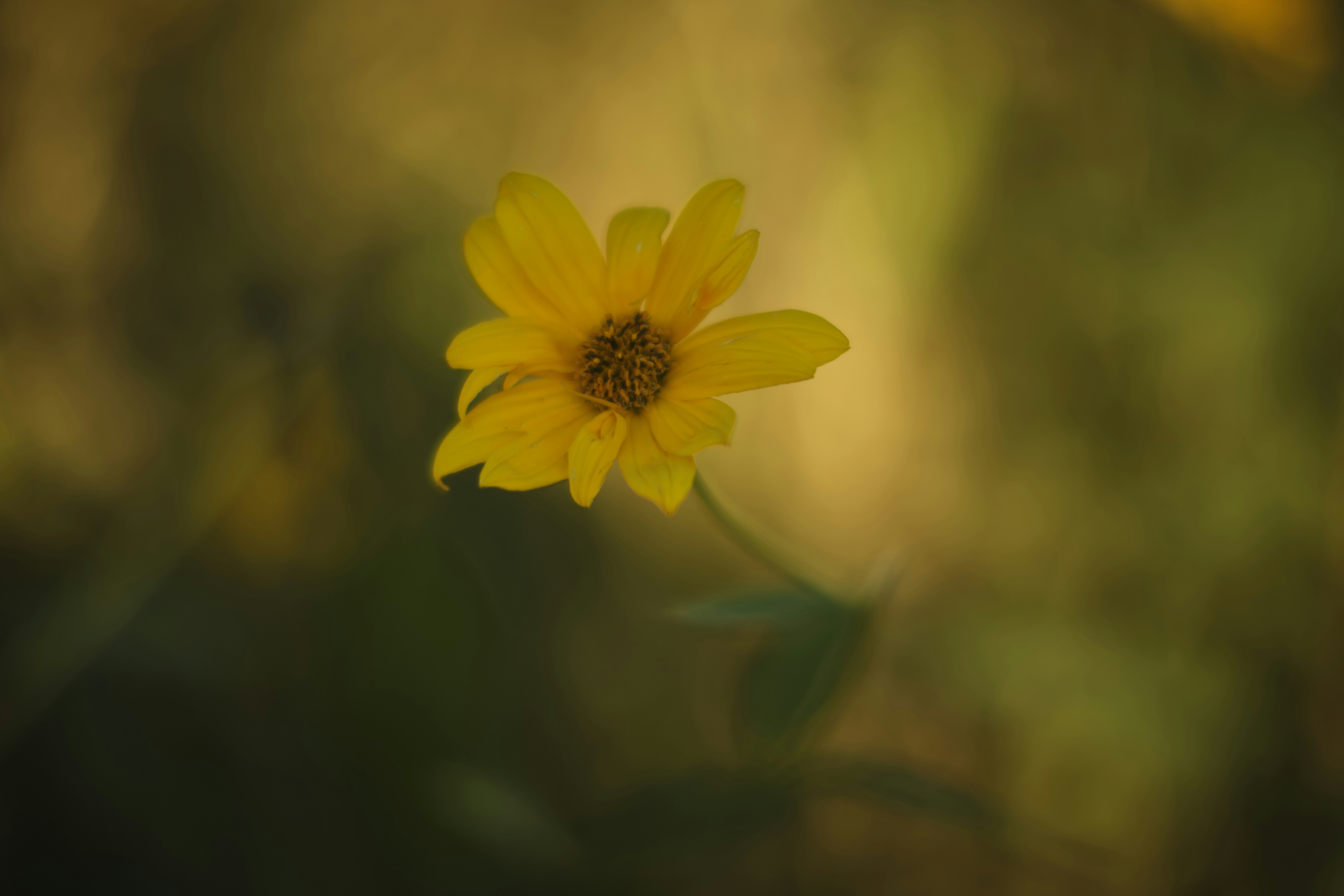 A vibrant yellow flower stands out against a softly blurred background, highlighting its delicate petals and intricate center.