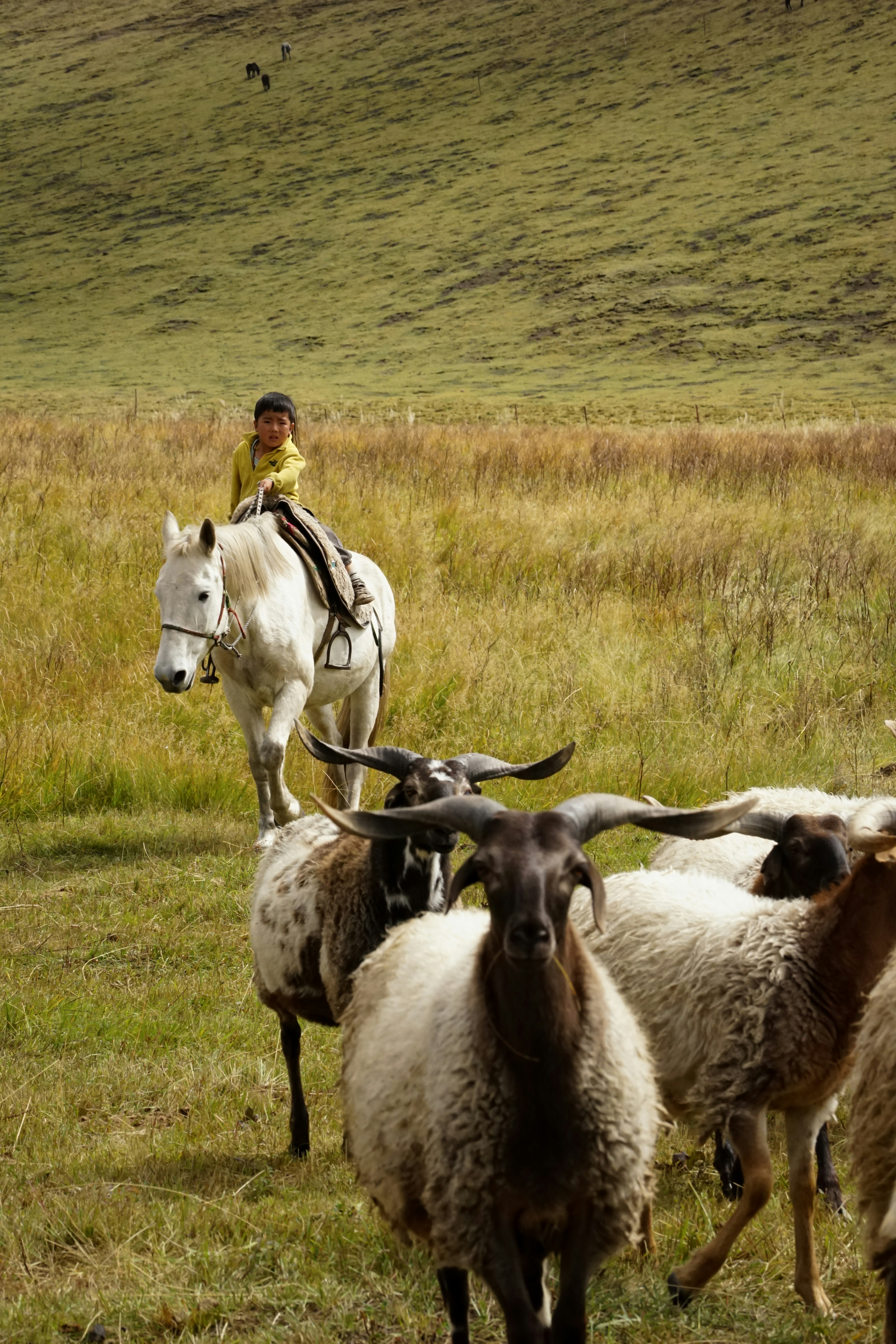 Child on white horse herding sheep in grassy field photo – Free Horse Image on Unsplash