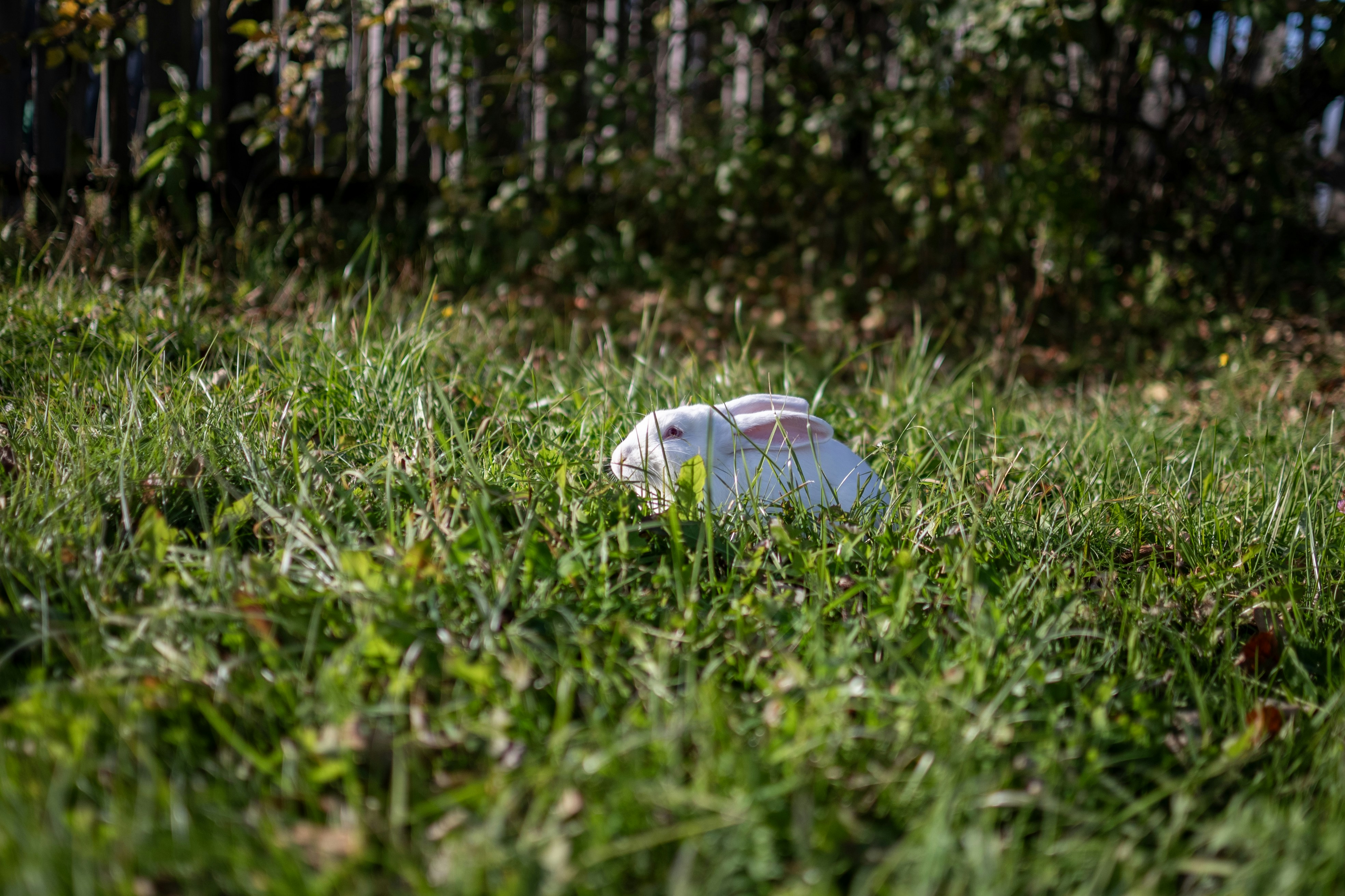 Whispers of the Meadow: A Rabbit's Retreat