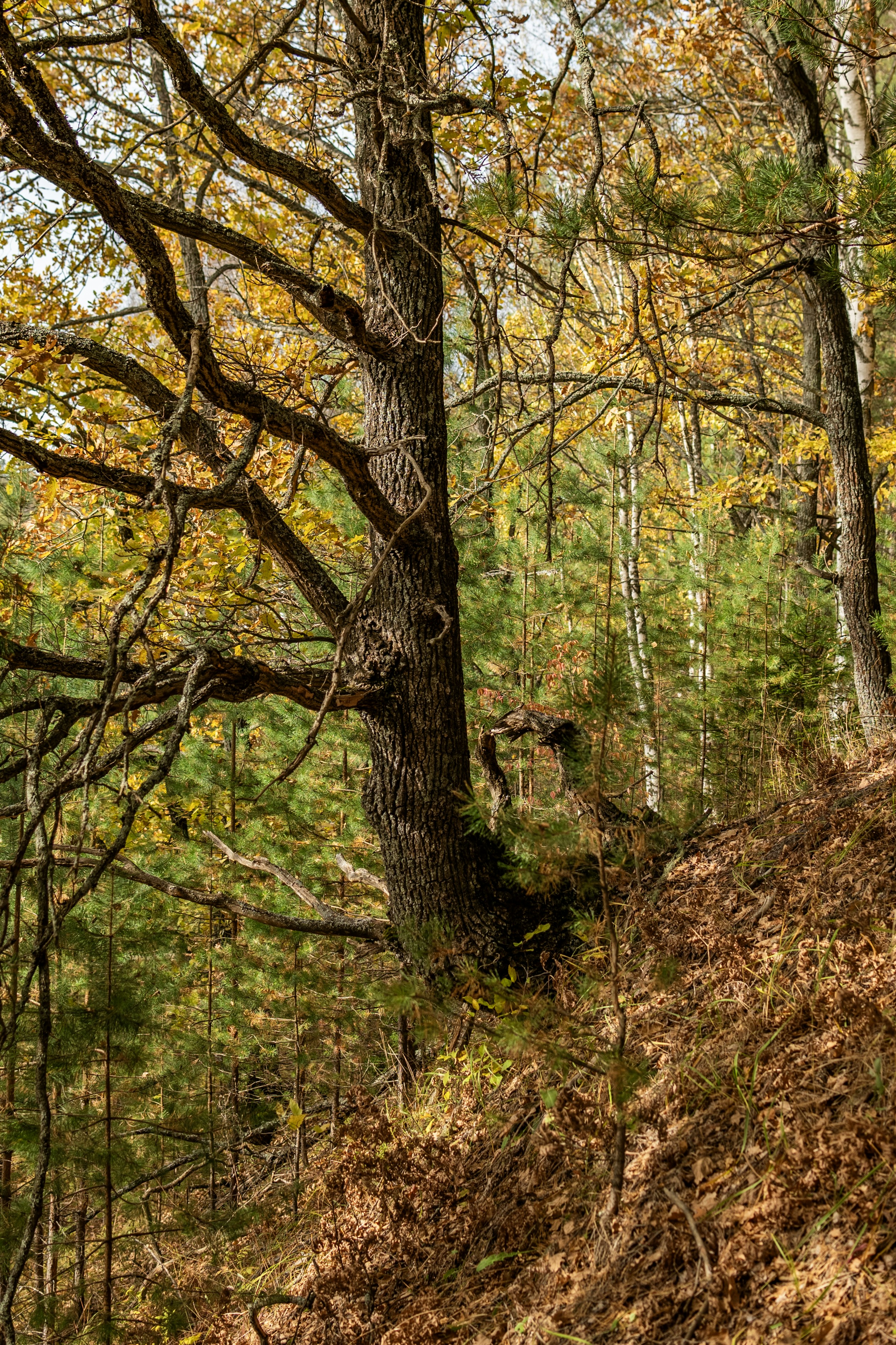 A gnarled tree stands resilient among a backdrop of vibrant autumn foliage, capturing the essence of seasonal change.
