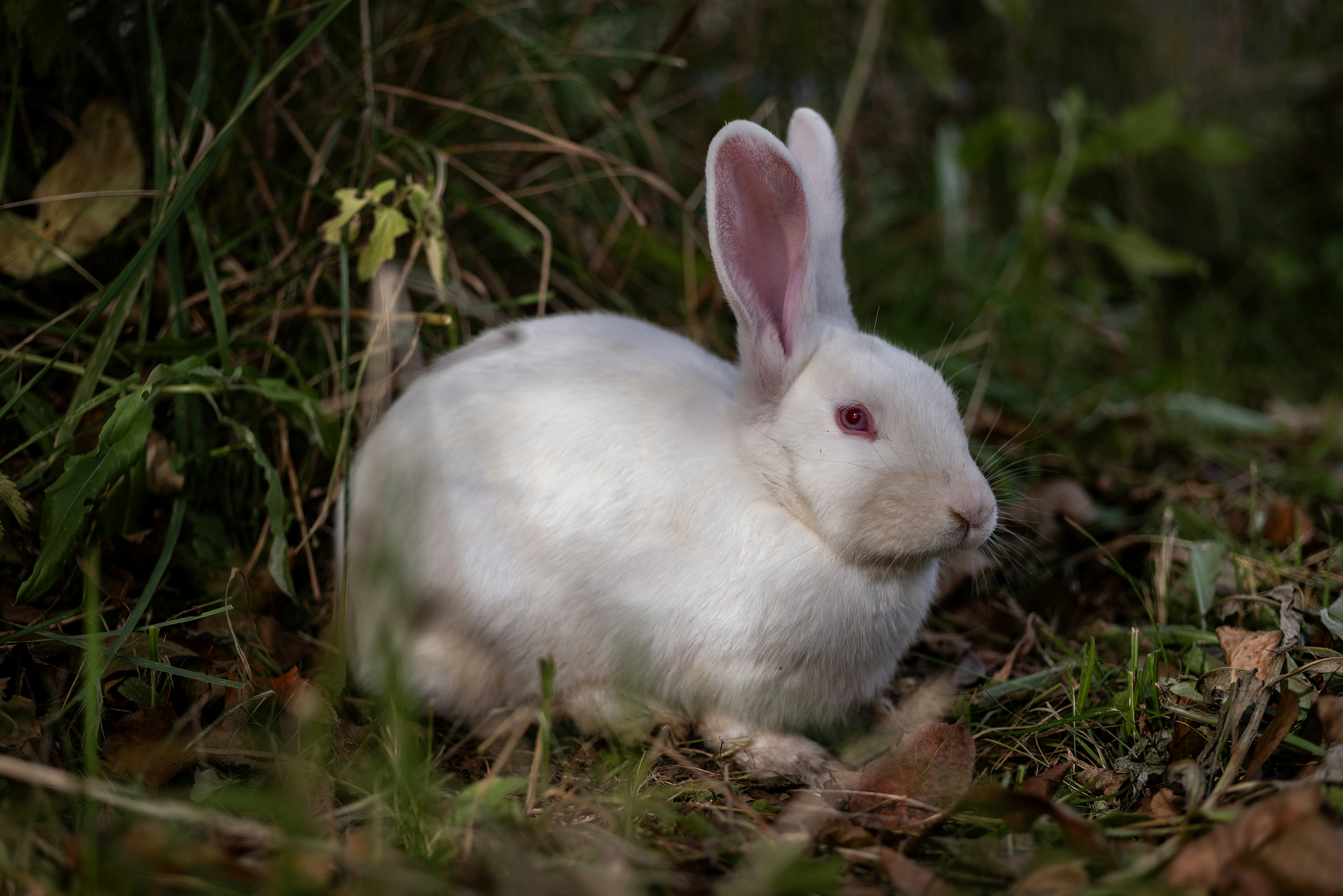 A white rabbit resting among lush greenery and fallen leaves, showcasing its alert posture and soft fur.
