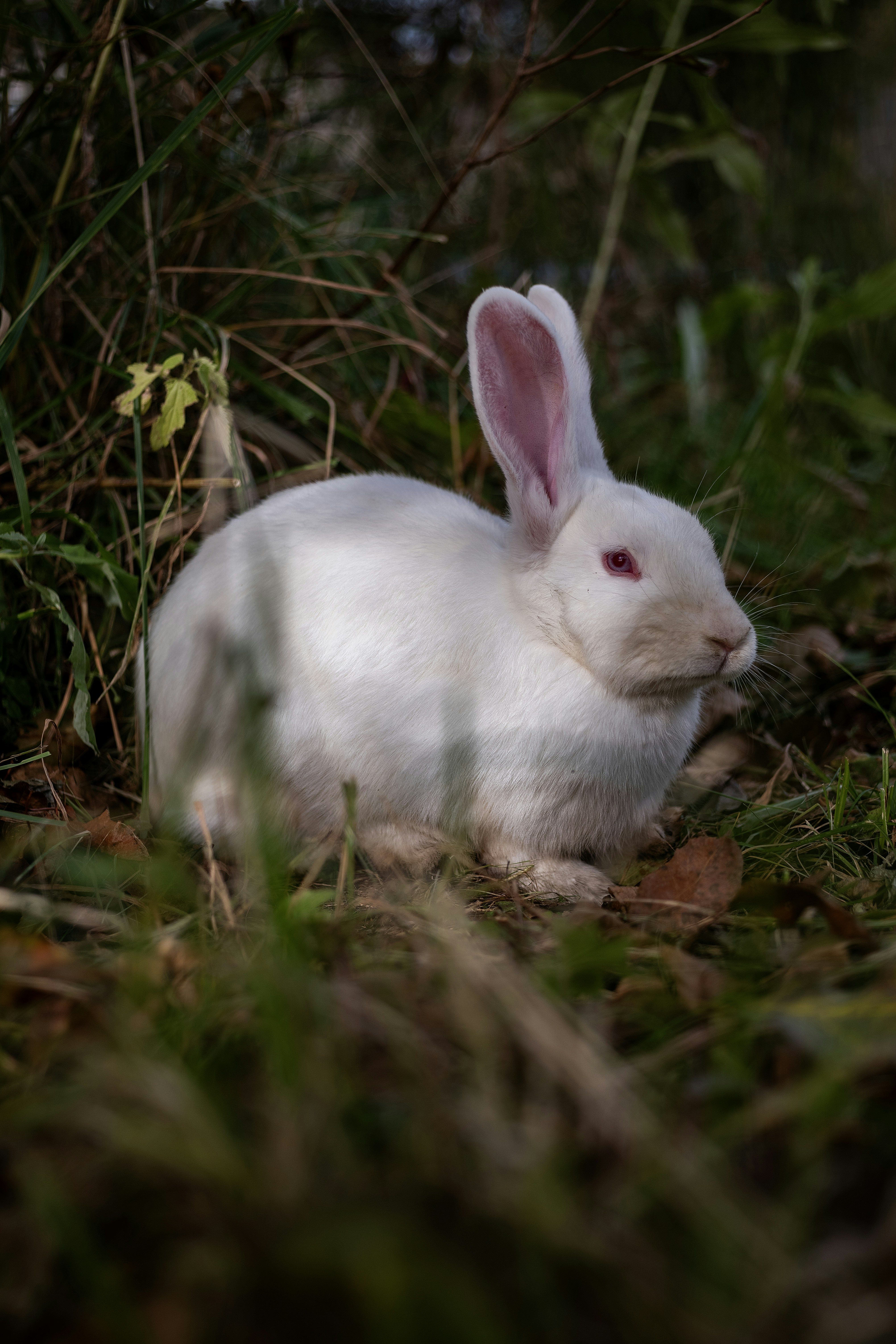 A white rabbit sits in tall green grass.
