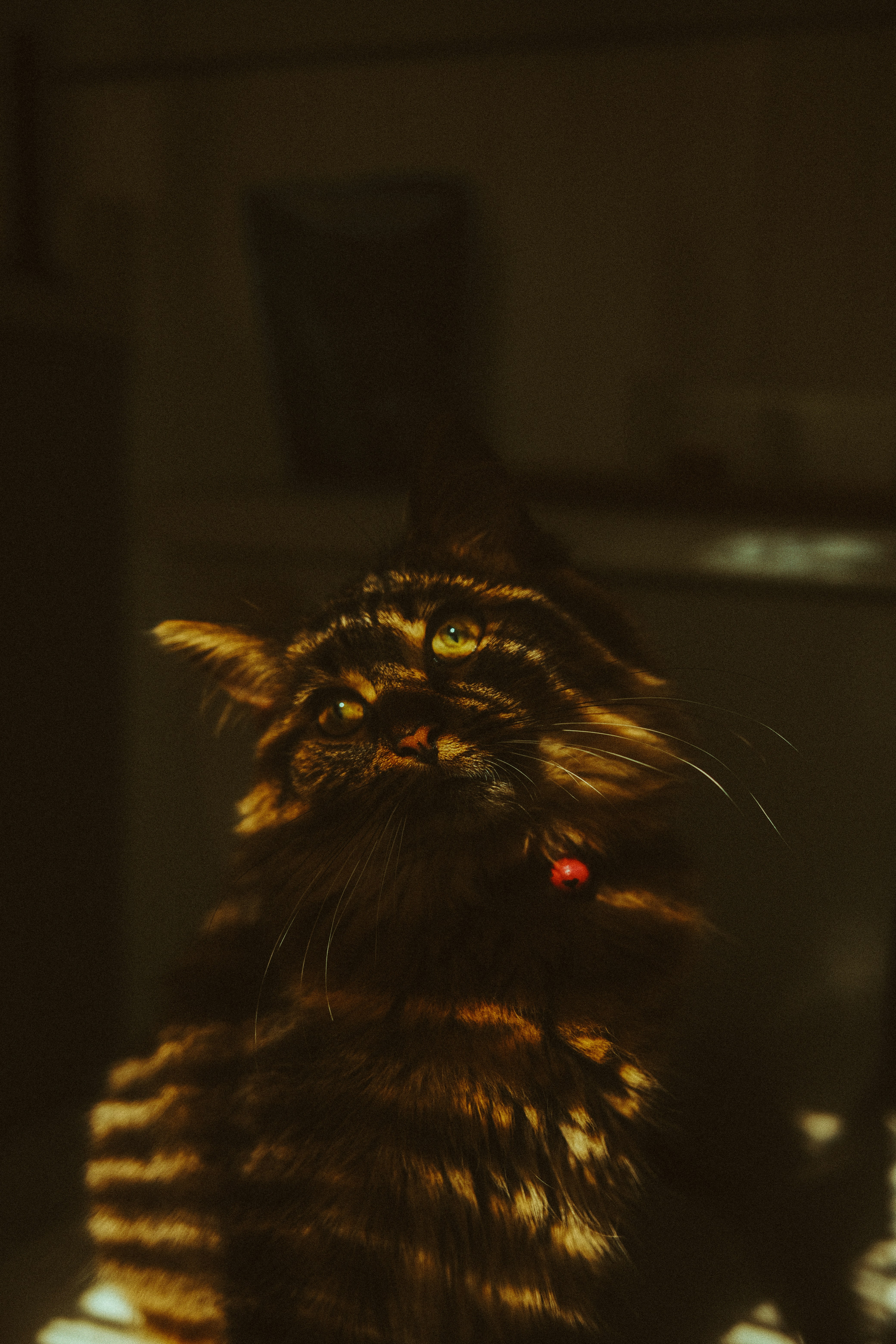 Whiskered Shadows: A Feline's Gaze